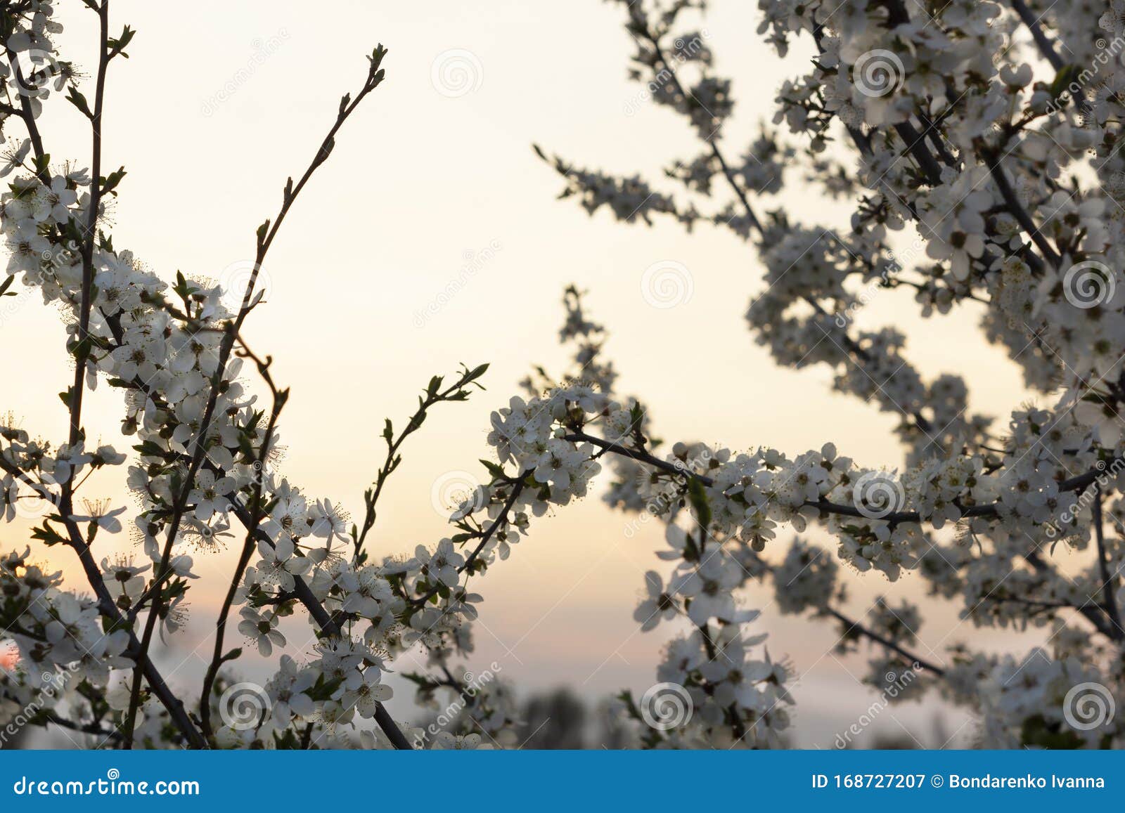 Spring Blossom Background. Beautiful Nature Scene with Blooming Tree ...