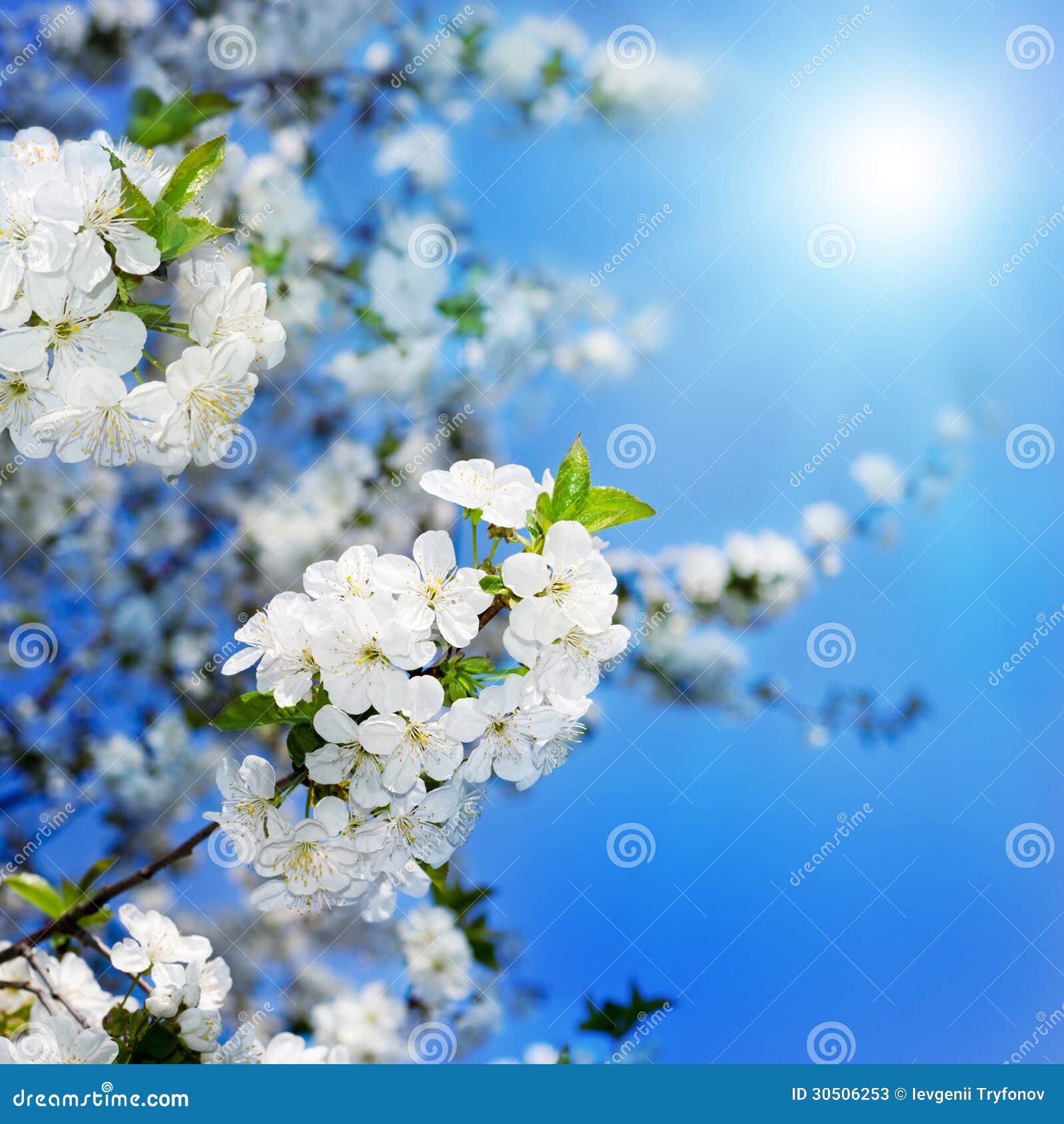 Spring blossom background stock image. Image of natural - 30506253
