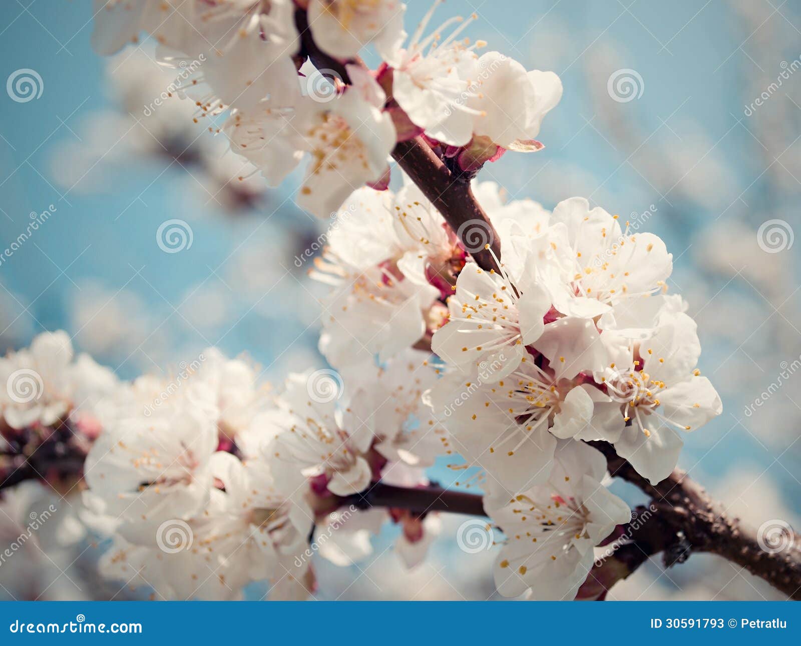 Spring blossom background stock image. Image of natural - 30591793