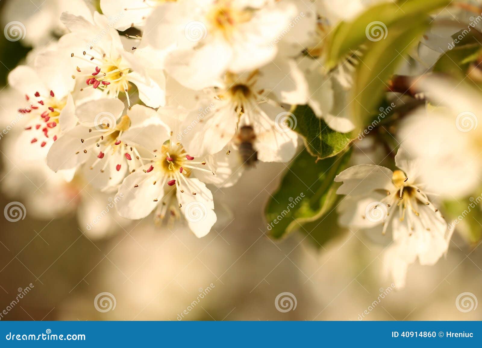 Spring blossom background stock photo. Image of isolated - 40914860