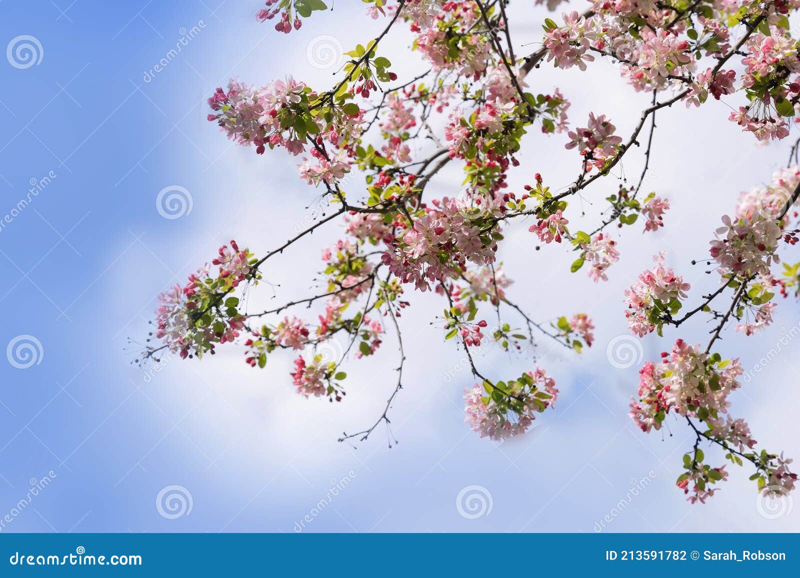 Spring pink blossom stock photo. Image of outdoor, seasonal - 213591782
