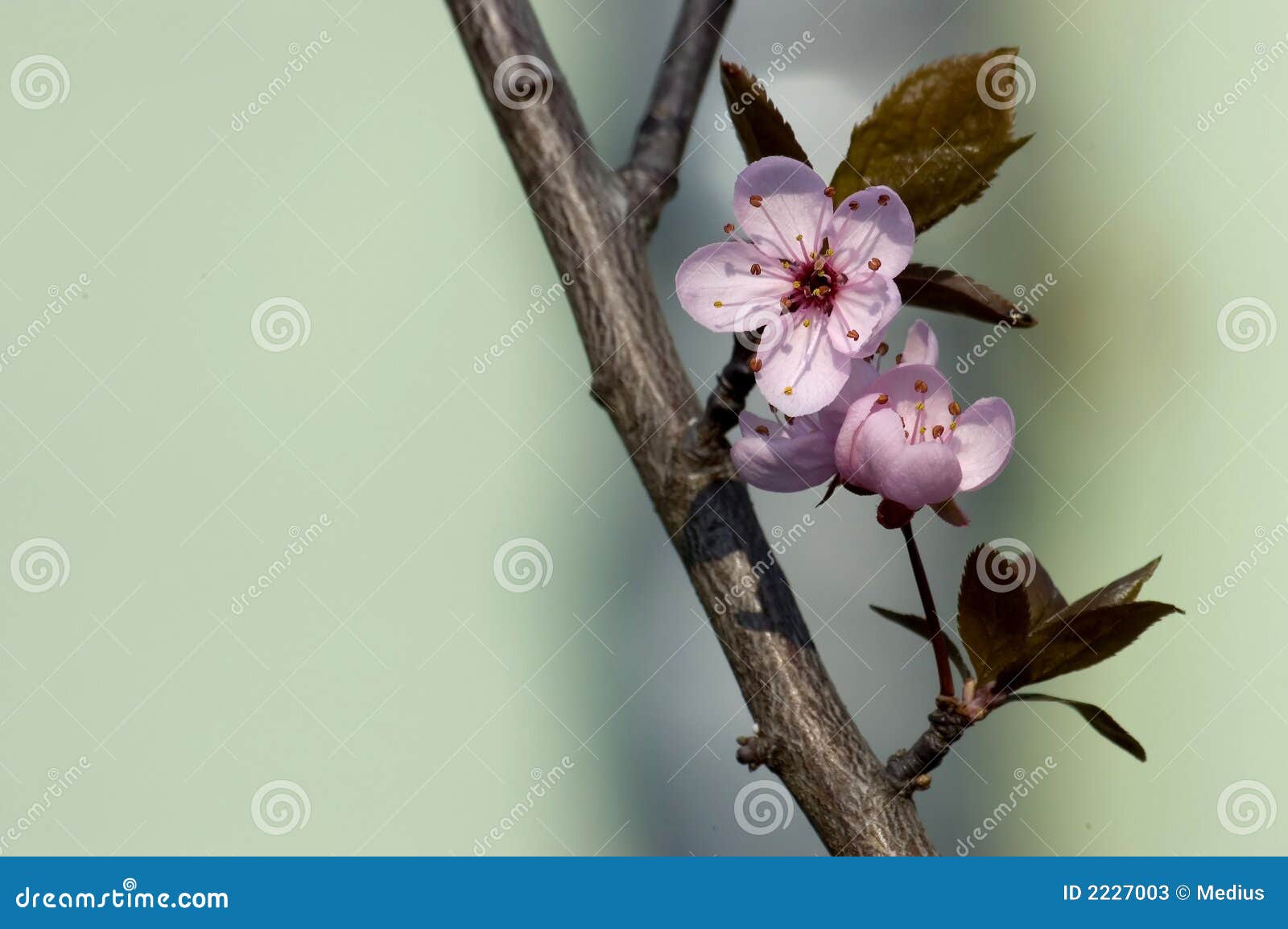 Spring blossom on branch stock image. Image of spring - 2227003
