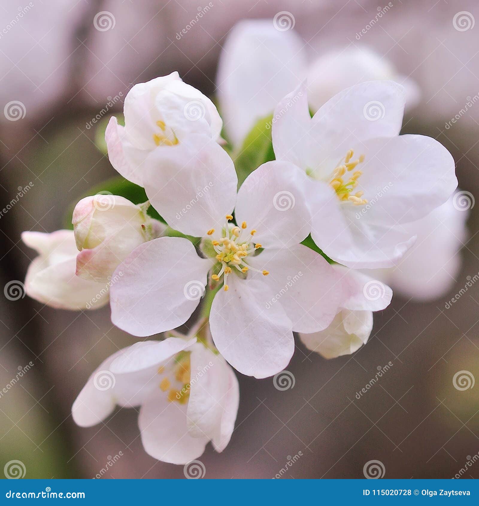 Spring Blossom: Branch of Apple Tree Stock Photo - Image of nature ...
