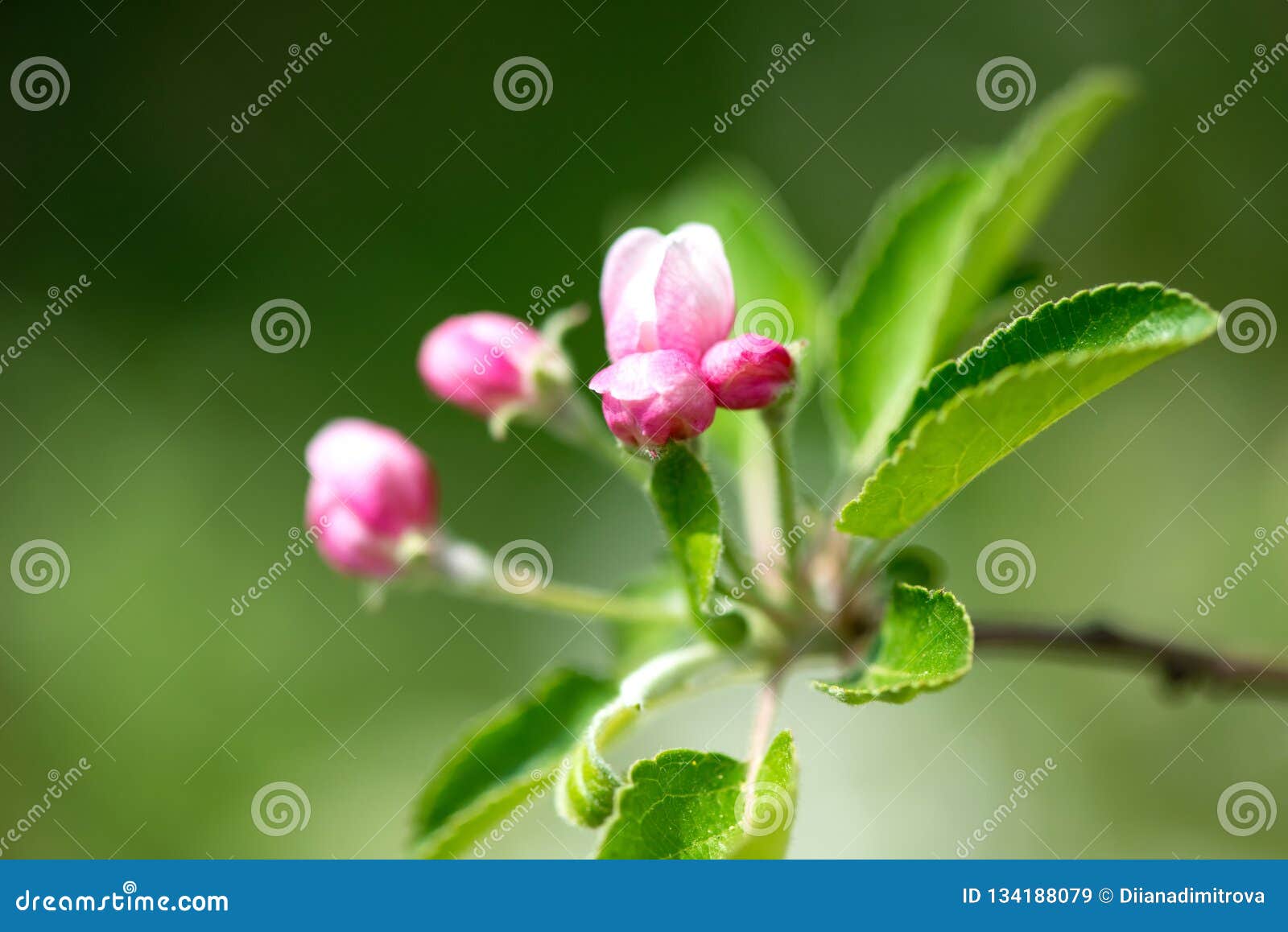 Spring Blossom: Branch of a Blossoming Apple Tree on Garden Background ...