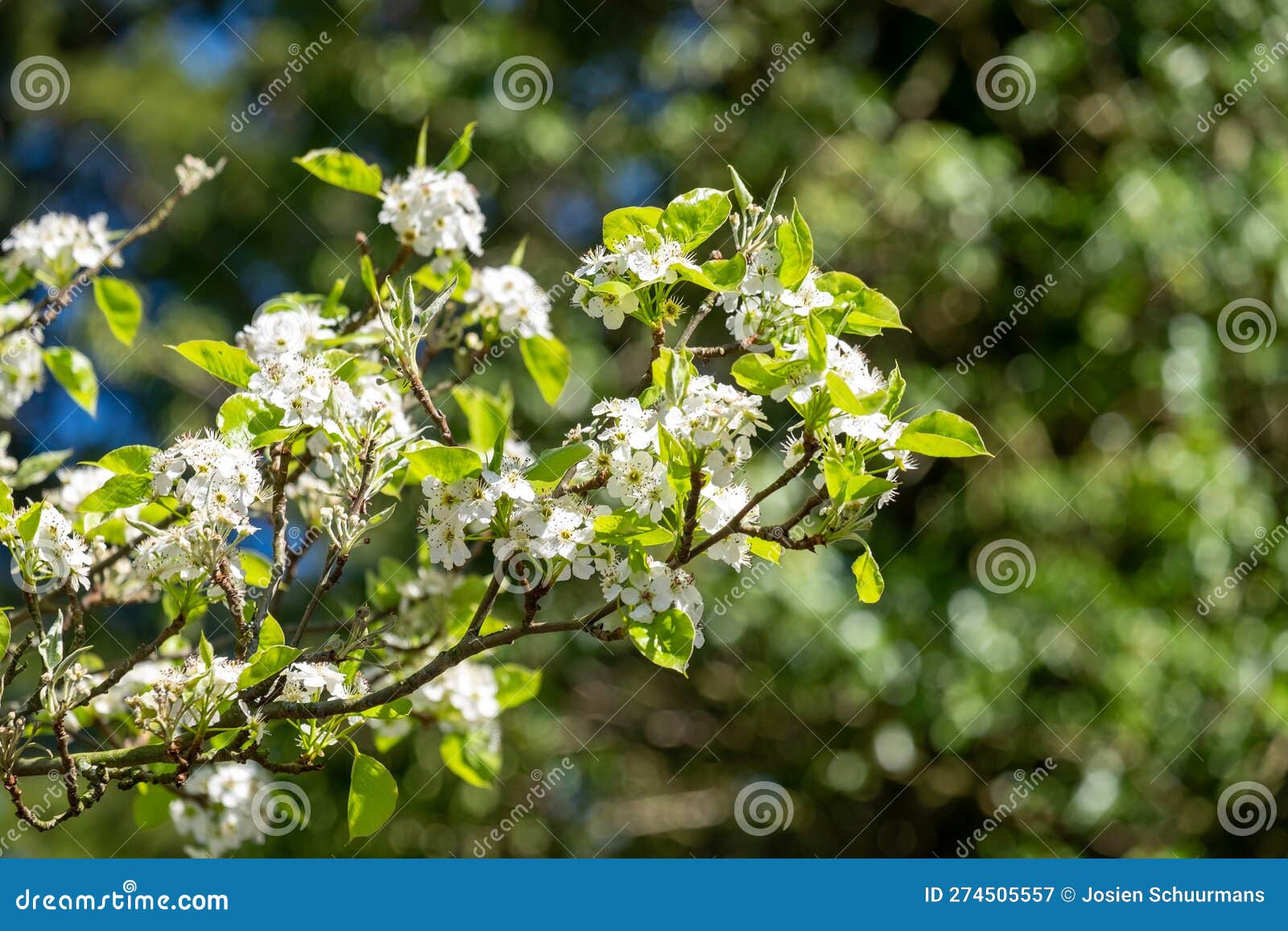 Spring Blossom Branch with Blurry Background Stock Image - Image of ...