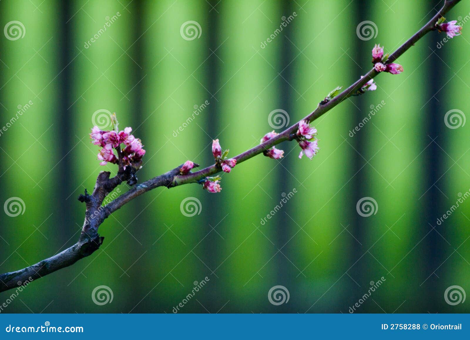Spring Blossom - Cherry Branch Stock Photo - Image of forests, sharp ...