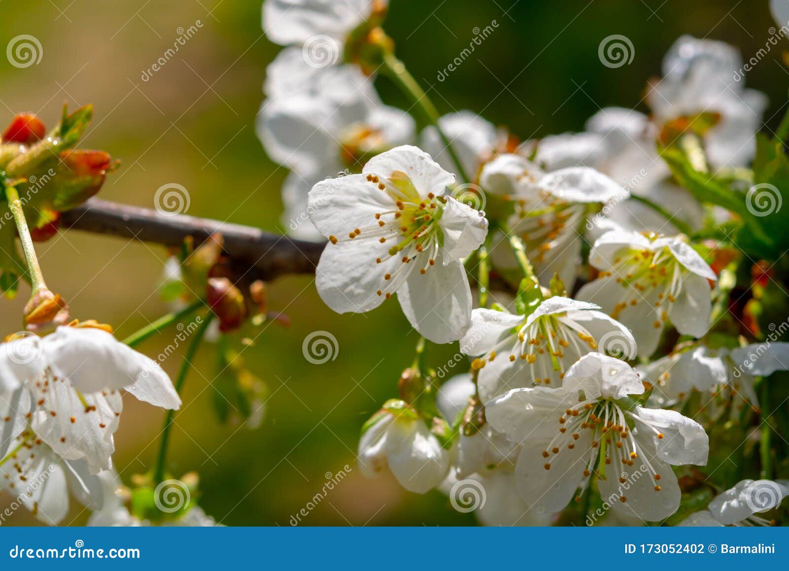 Spring Blossom of Cherry Fruit Tree in Orchard Stock Photo - Image of ...