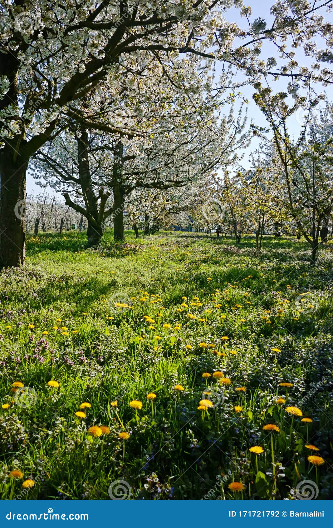 Spring Blossom of Cherry Fruit Tree in Orchard Stock Photo - Image of ...