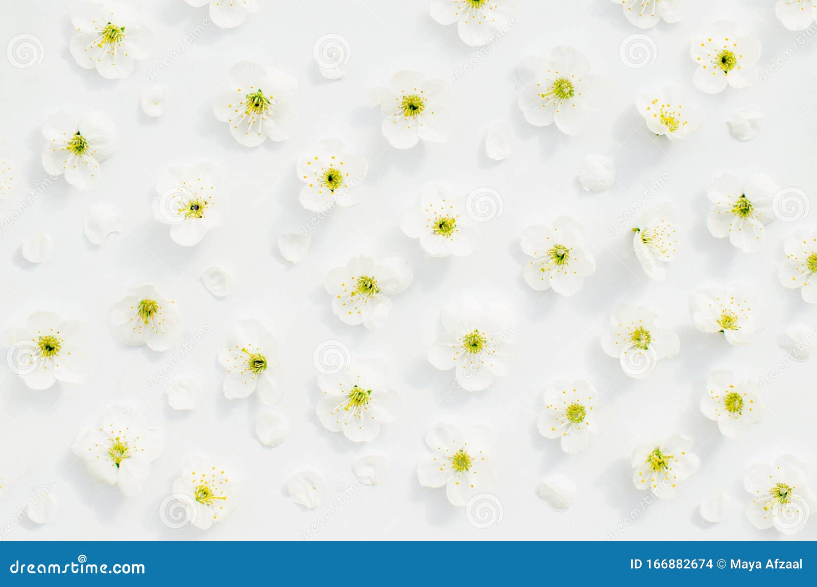 Spring Blossom Cherry Top View. Flowery Cherry Pattern Stock Photo ...