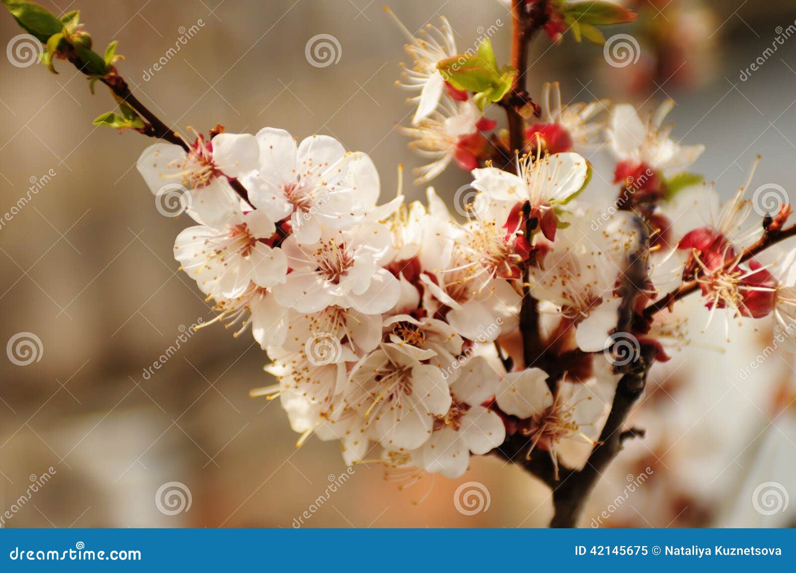Spring Blossom of Cherry Tree Stock Image - Image of branch, outdoor ...