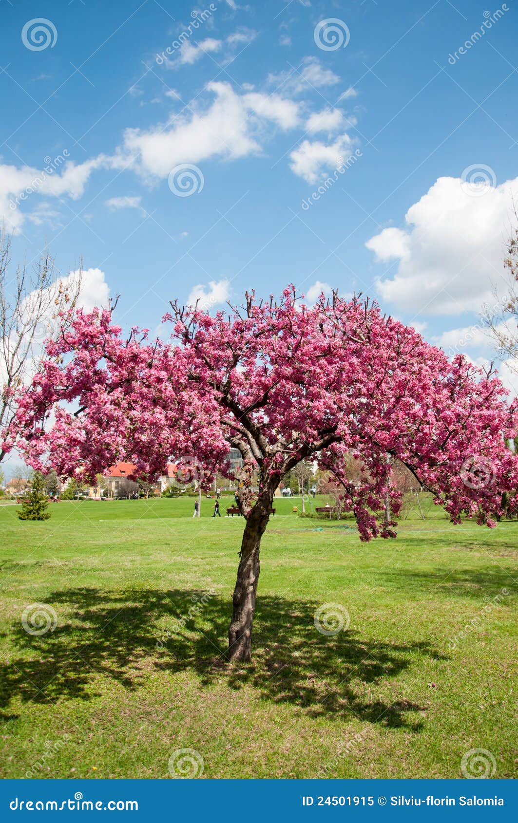 Spring Blossom in a Colorful Park Stock Image - Image of rose, ecology ...
