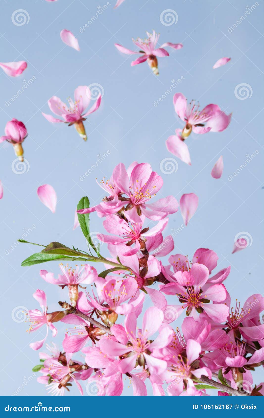 Spring blossom explosion stock image. Image of flash - 106162187