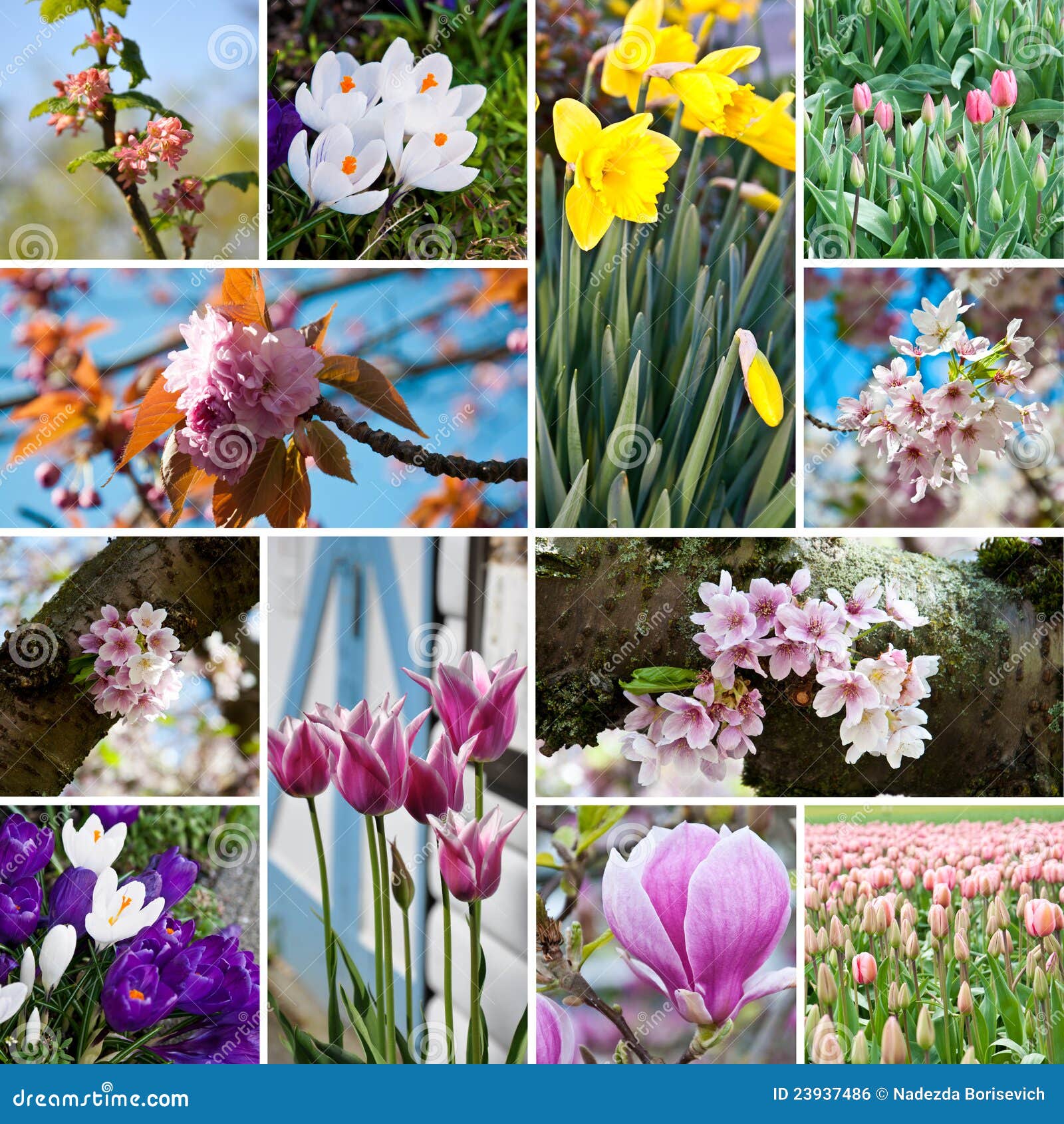 Spring Blossom Flowers Collage Stock Photo - Image of botany, leaf ...