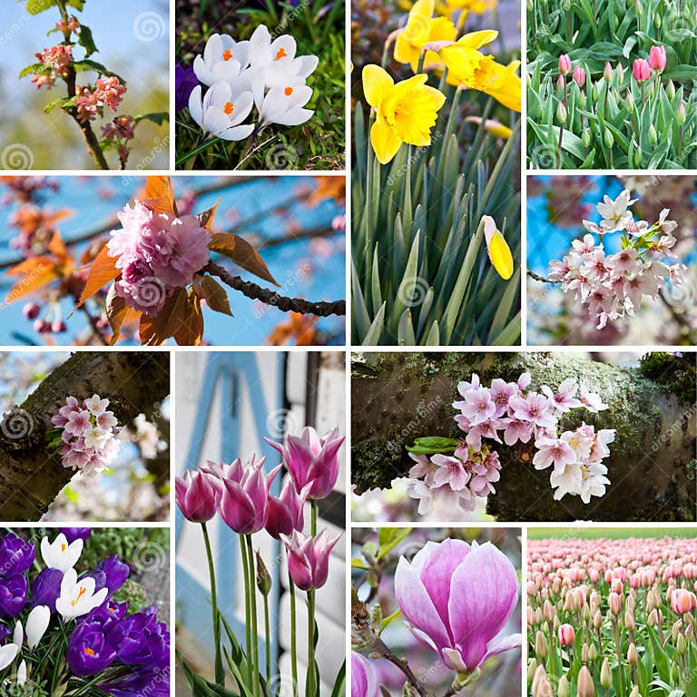 Spring Blossom Flowers Collage Stock Photo - Image of botany, leaf ...