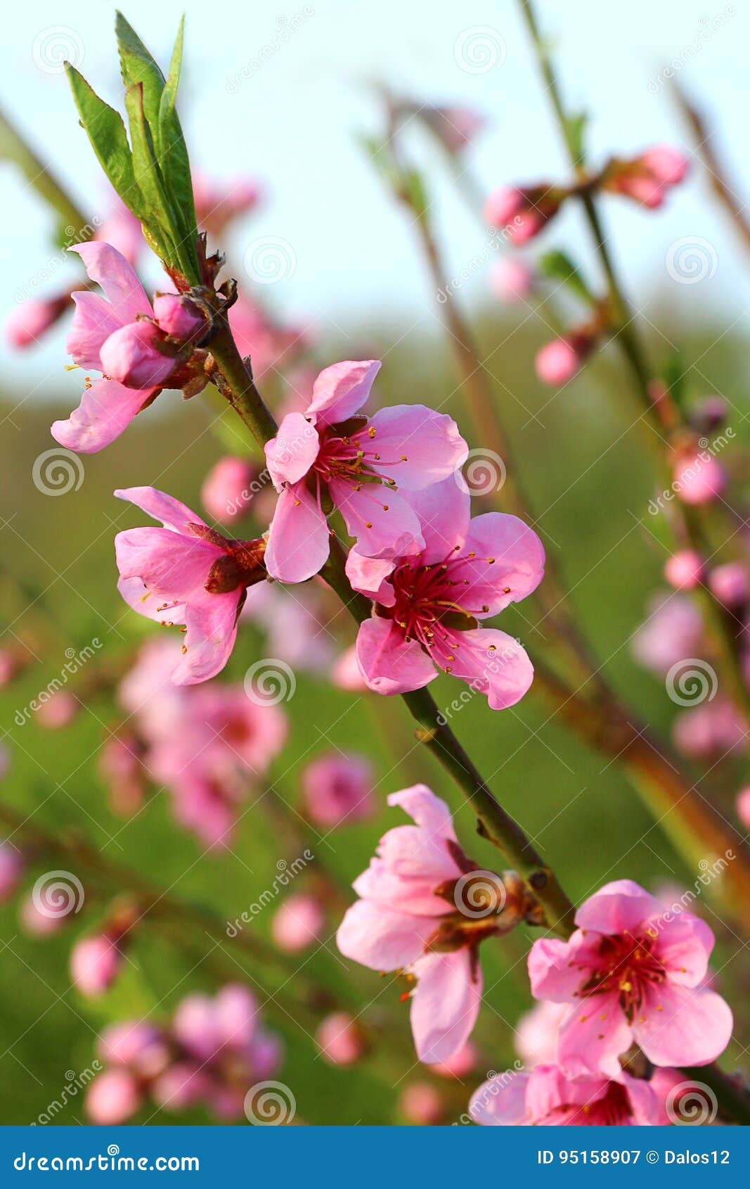 Spring blossom.Peach. stock image. Image of fruit, fragrant - 95158907