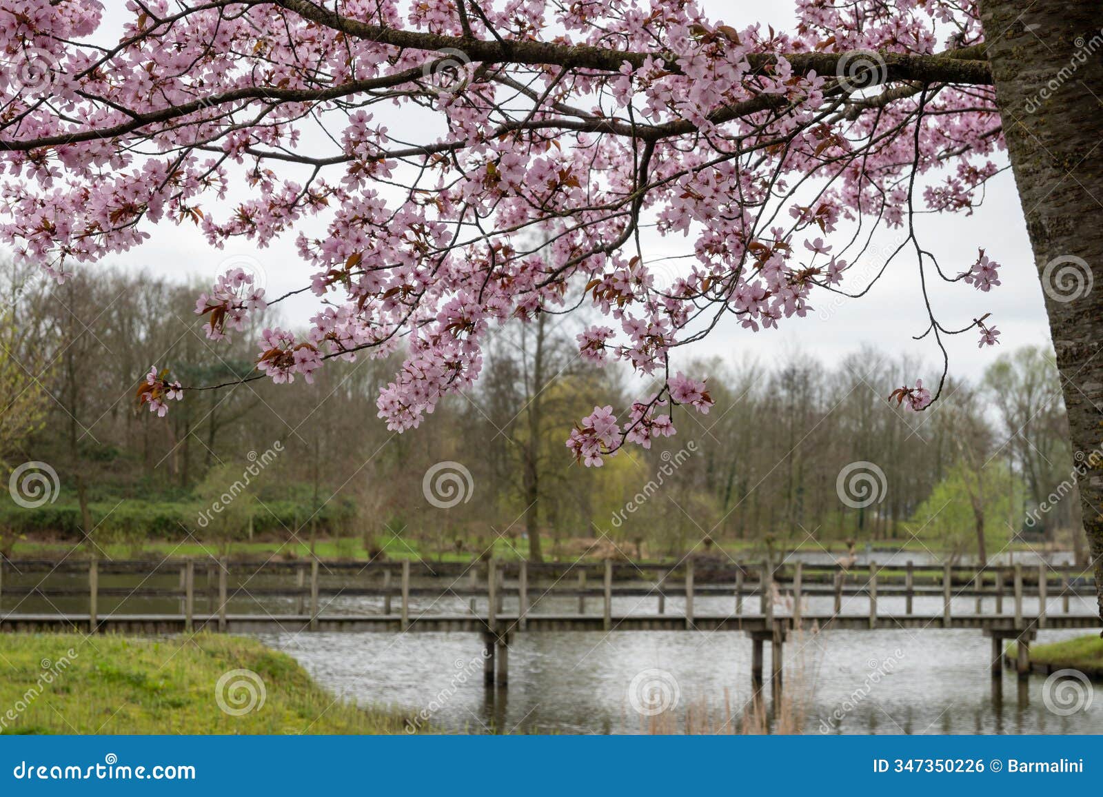 Spring Blossom of Pink Sakura Cherry Tree in Japan and Bridge on ...