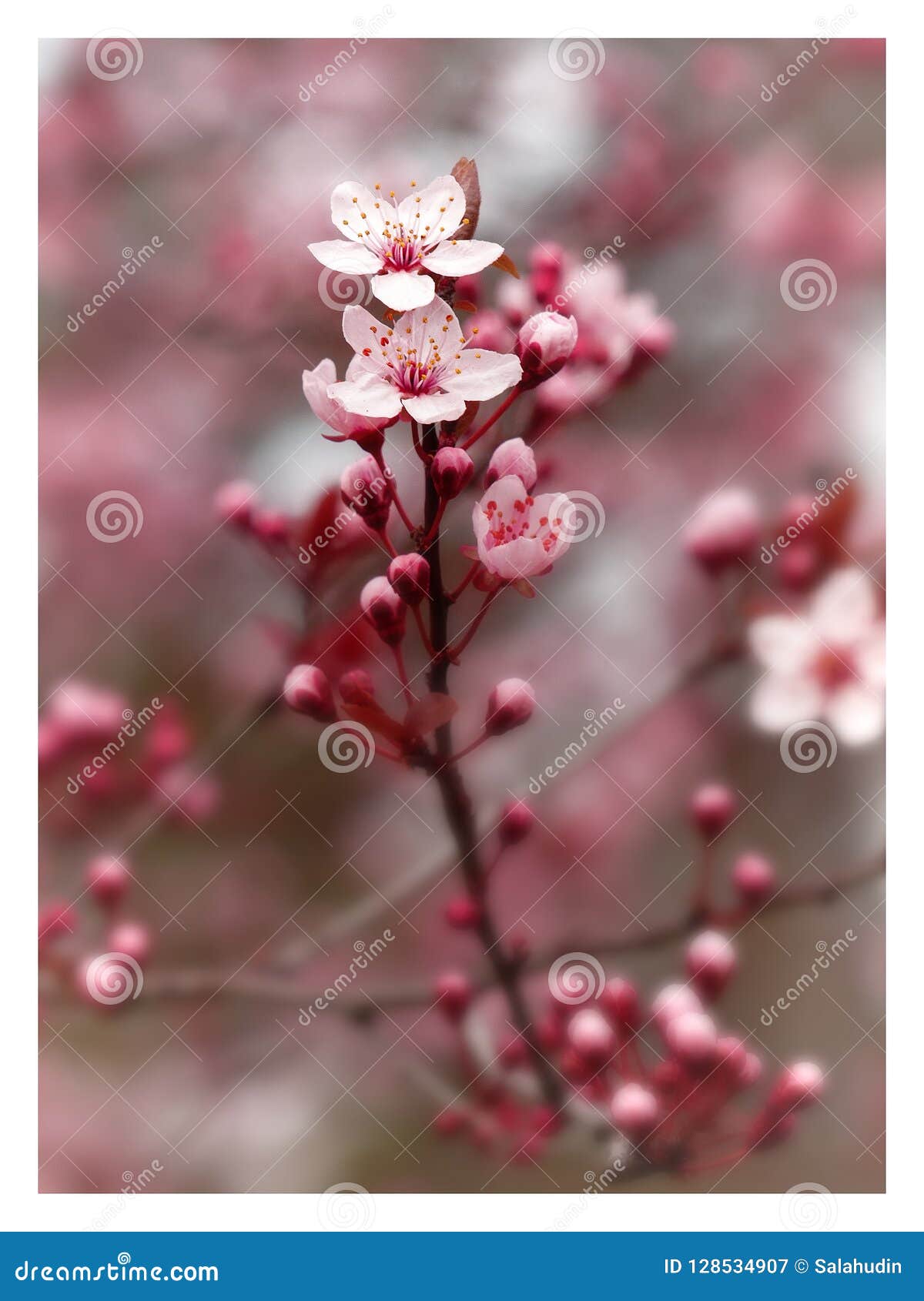 Spring blossom stock image. Image of flower, colorful - 128534907