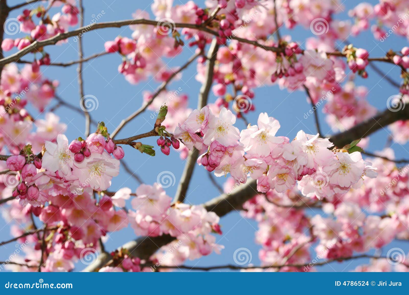 Spring blossom tree stock photo. Image of flower, contrast - 4786524