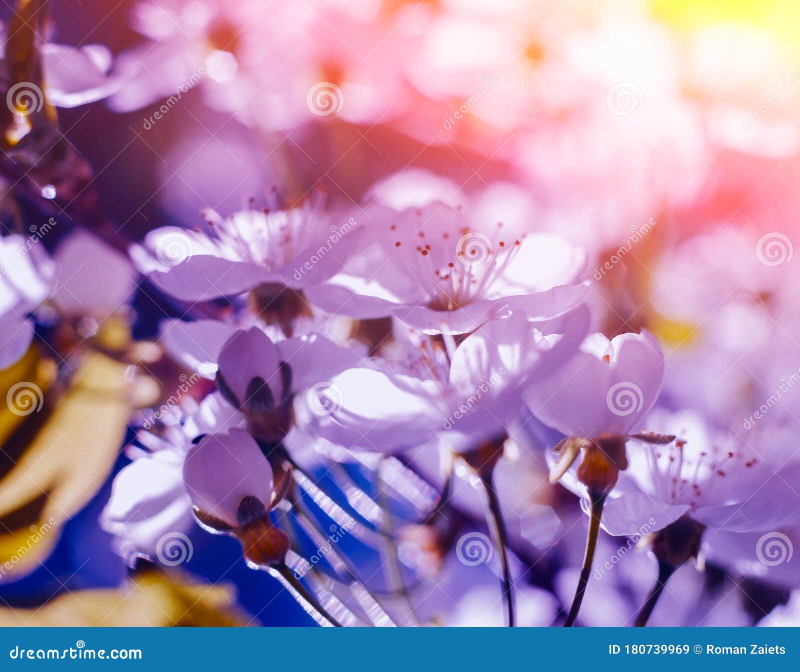 Spring Flowers with Blurred Background. Mackro View. Stock Image ...