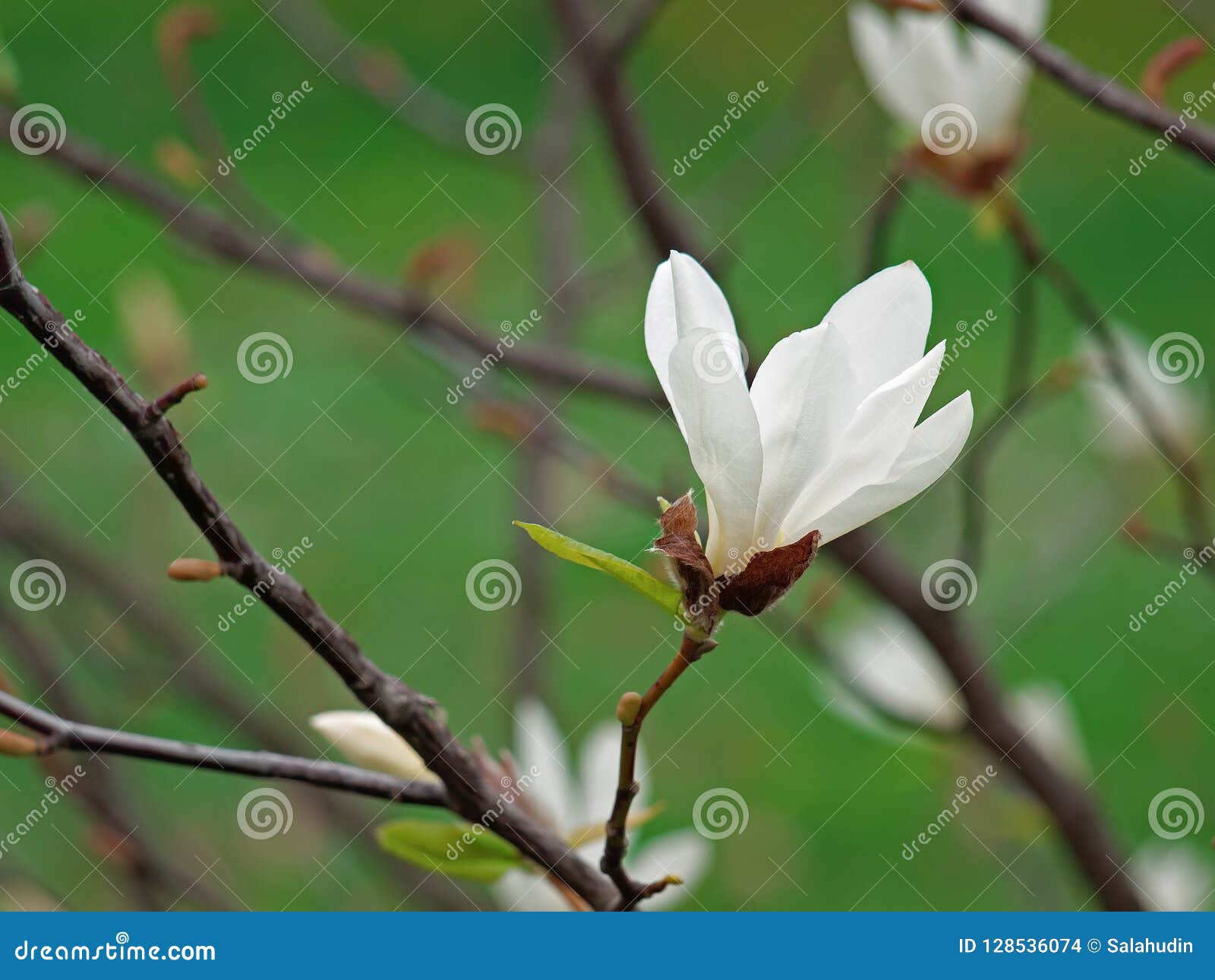 Spring blossom stock photo. Image of magnolia, branch - 128536074