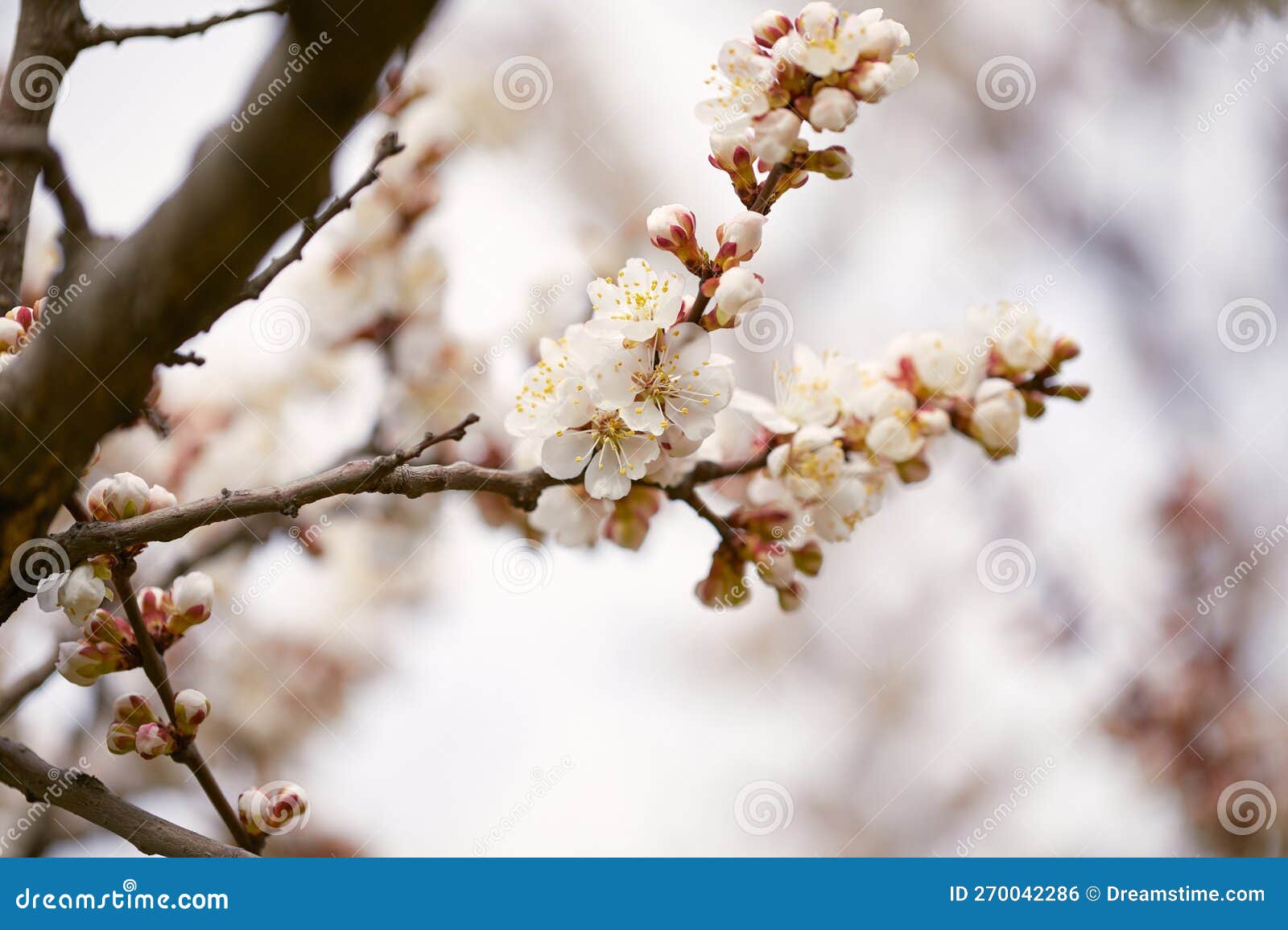 Spring Blooming Cherry Tree Close Up Stock Photo - Image of japan ...