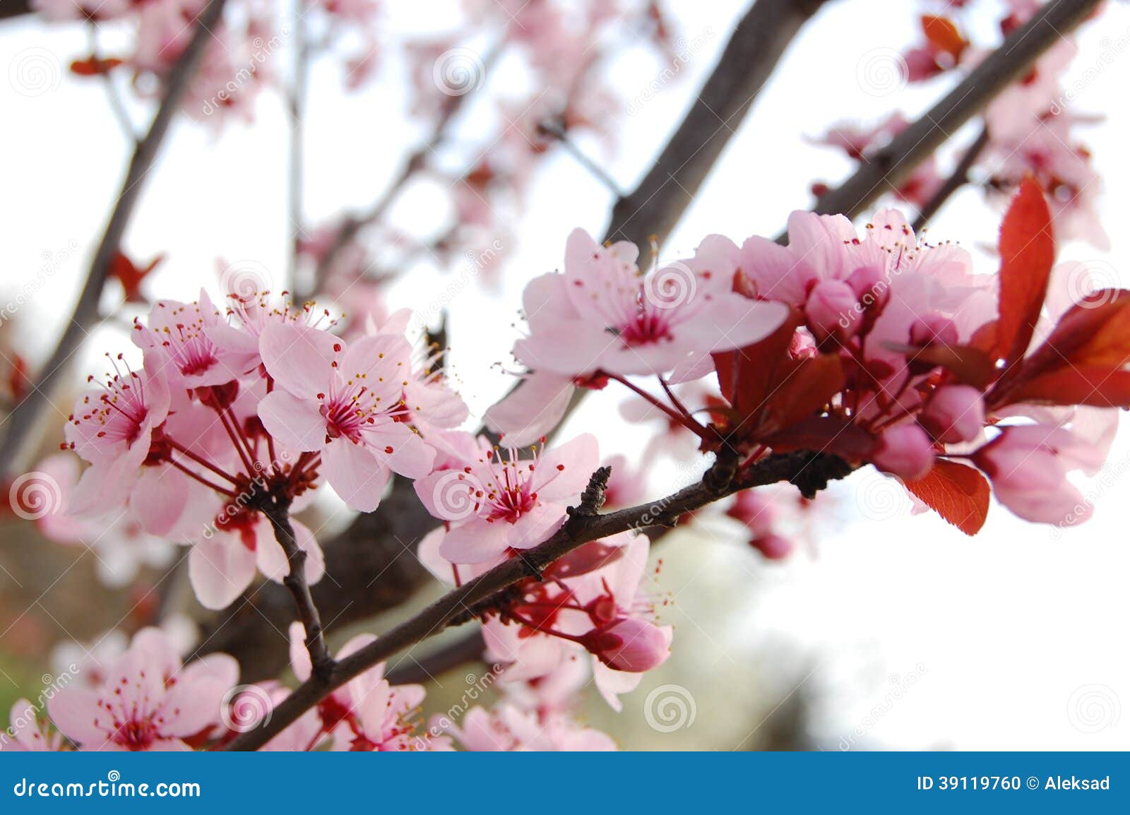 Spring Blossom Trees. Blooms Stock Photo - Image of branch, pimple ...