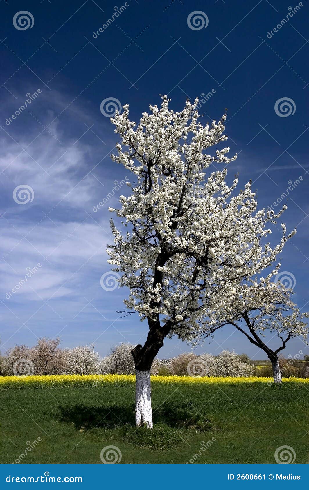 Spring Blossom Trees Landscape Stock Image - Image of ground, branches ...