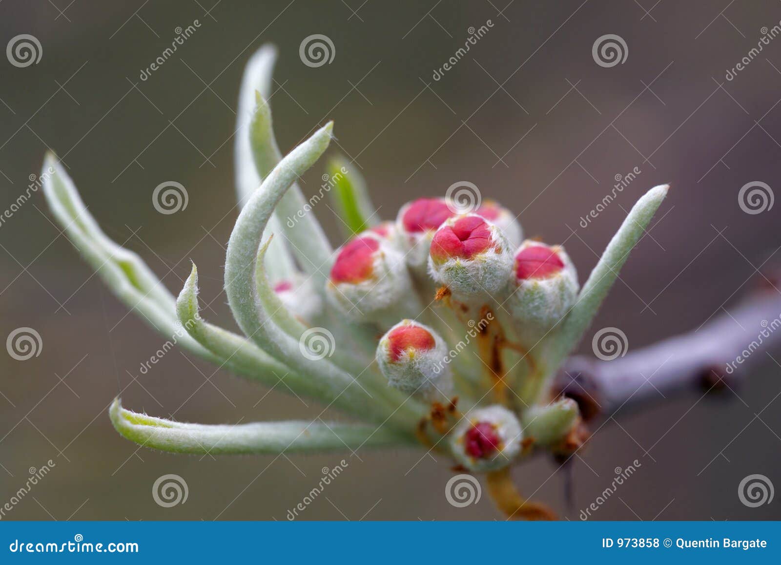 Spring Blossom of the Weeping Silver Pear Tree, Pyrus Salicifolia ...