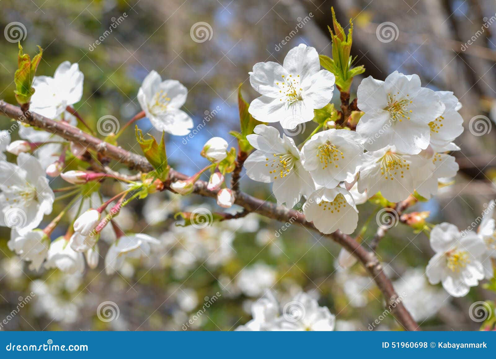 Spring Blossom White on Branch Stock Photo - Image of white, show: 51960698