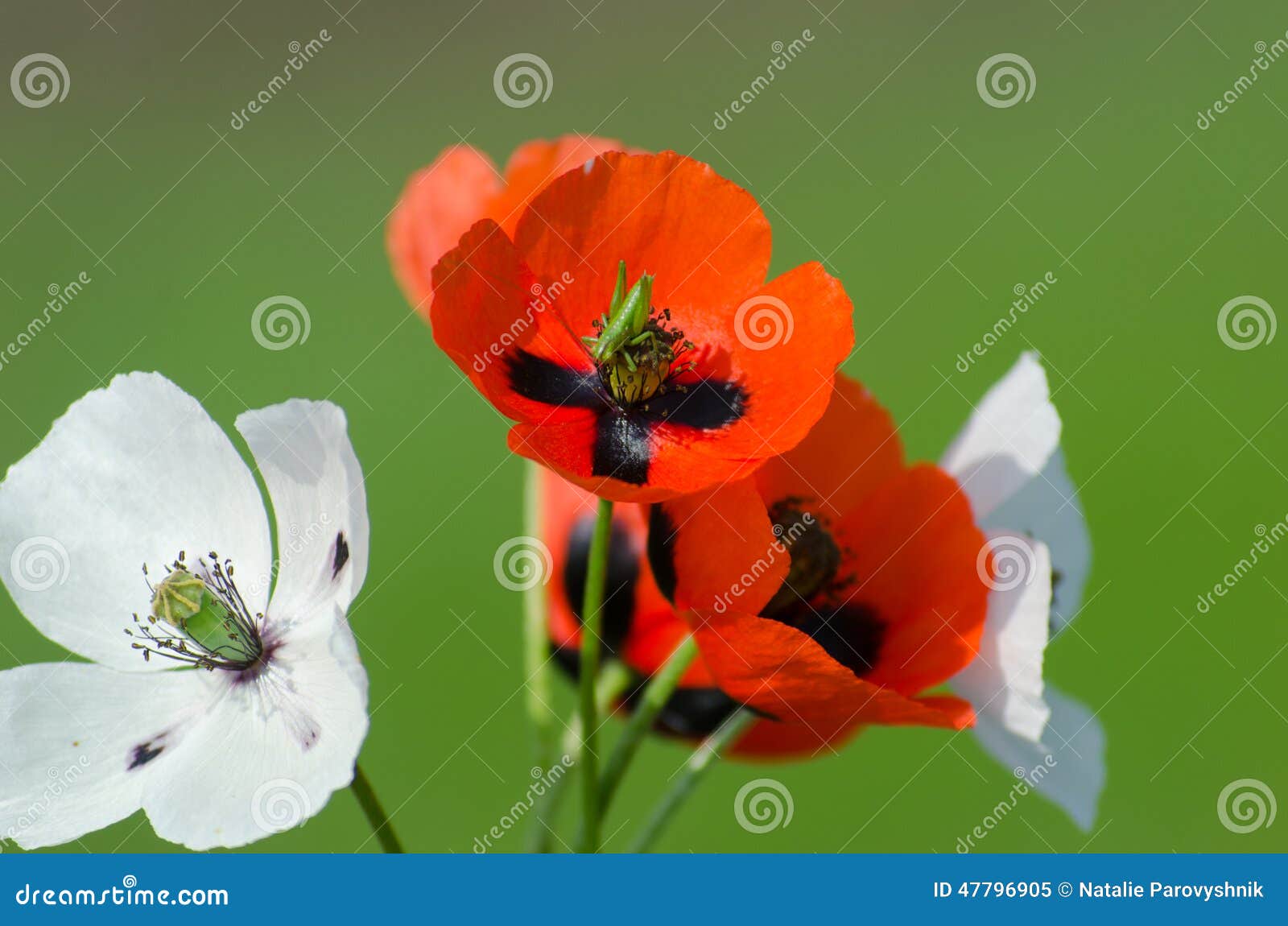 Spring Blossom of Wild Poppies Stock Image - Image of grass ...
