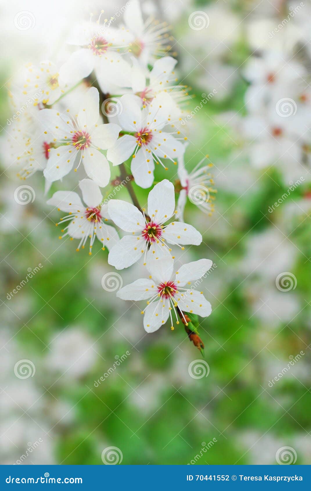 Spring blossoming stock photo. Image of seasonal, springtime - 70441552