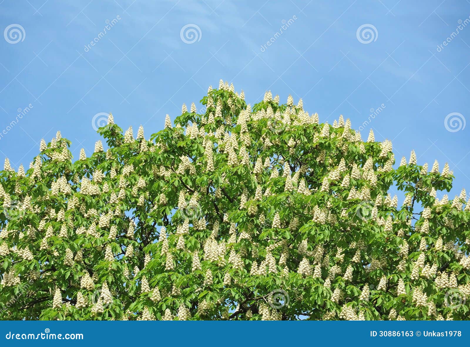 Spring Blossoming Chestnut (Castanea Sativa) Flower Stock Image - Image ...