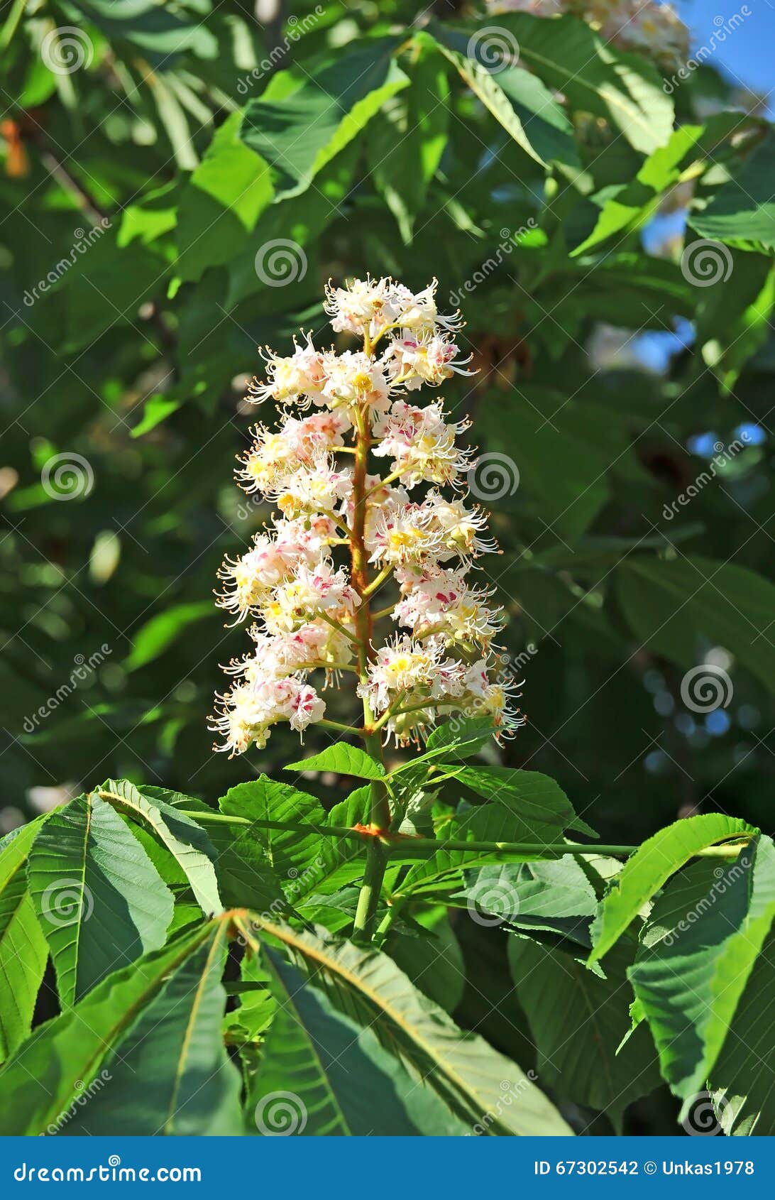 Spring Blossoming Chestnut (Castanea Sativa) Flower Stock Photo - Image ...
