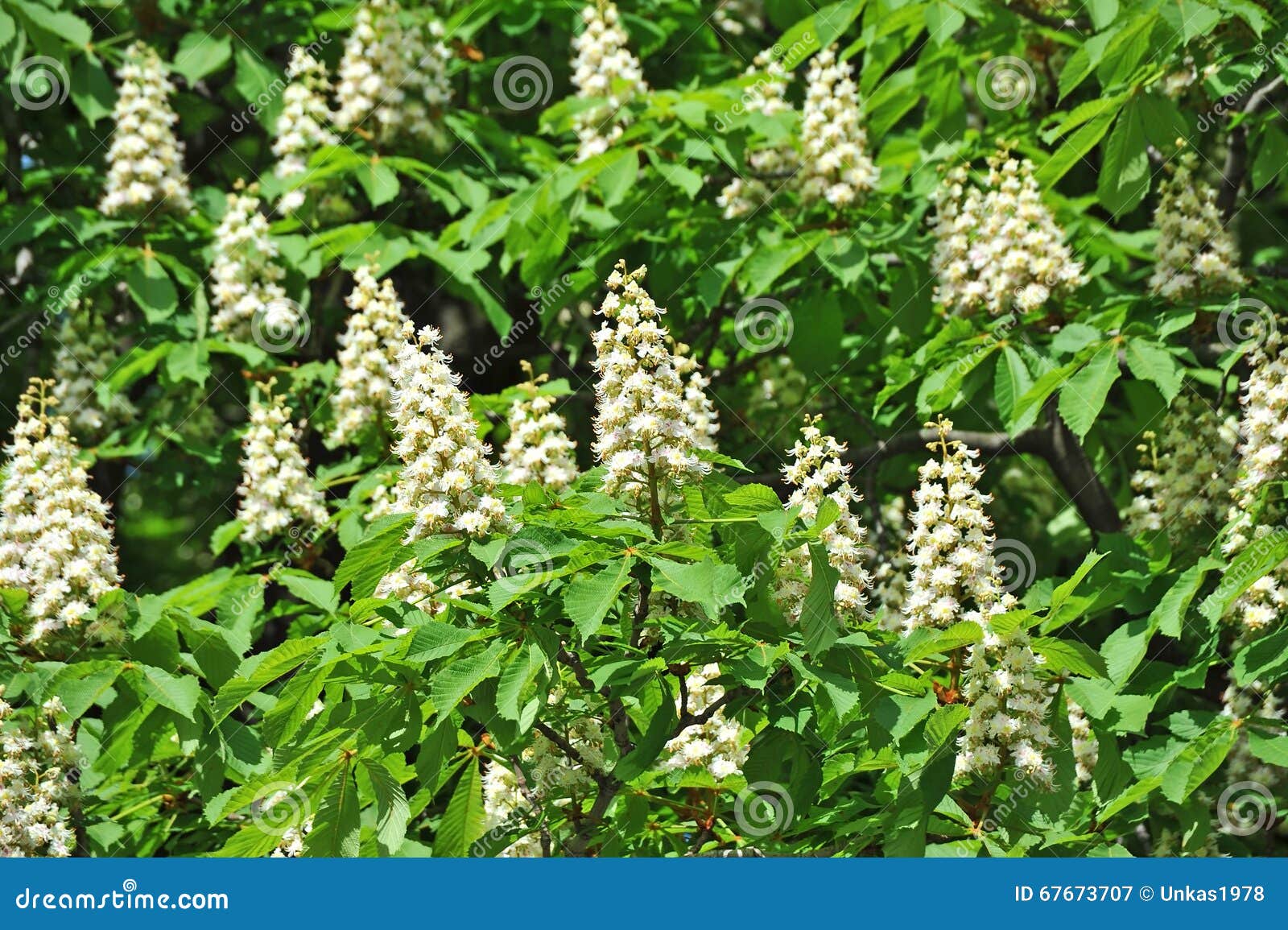 Spring Blossoming Chestnut (Castanea Sativa) Flower Stock Image - Image ...