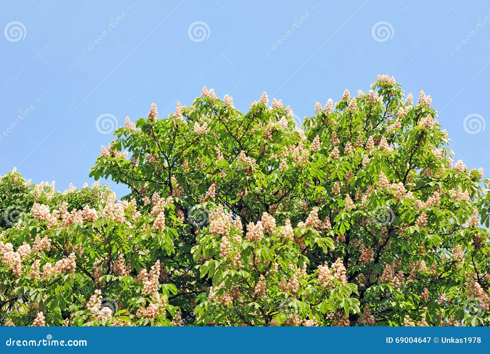 Spring Blossoming Chestnut (Castanea Sativa) Flower Stock Image - Image ...