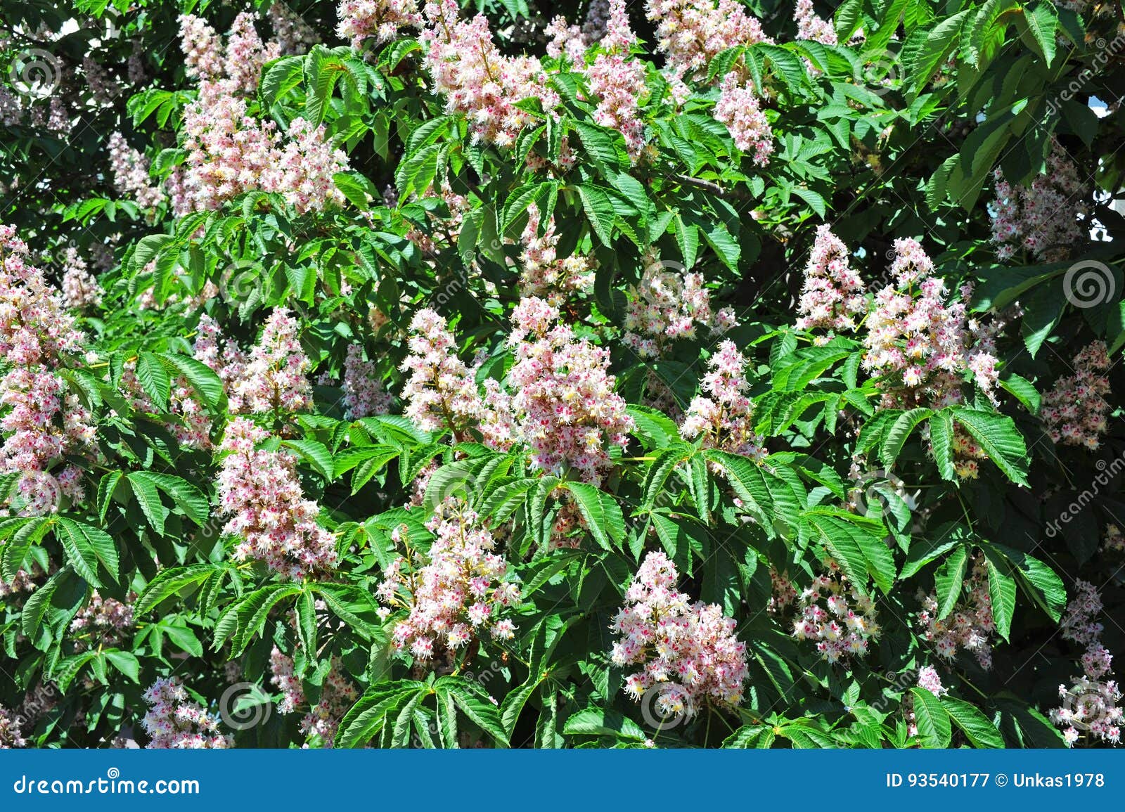 Spring Blossoming Chestnut Castanea Sativa Flower Stock Image - Image ...