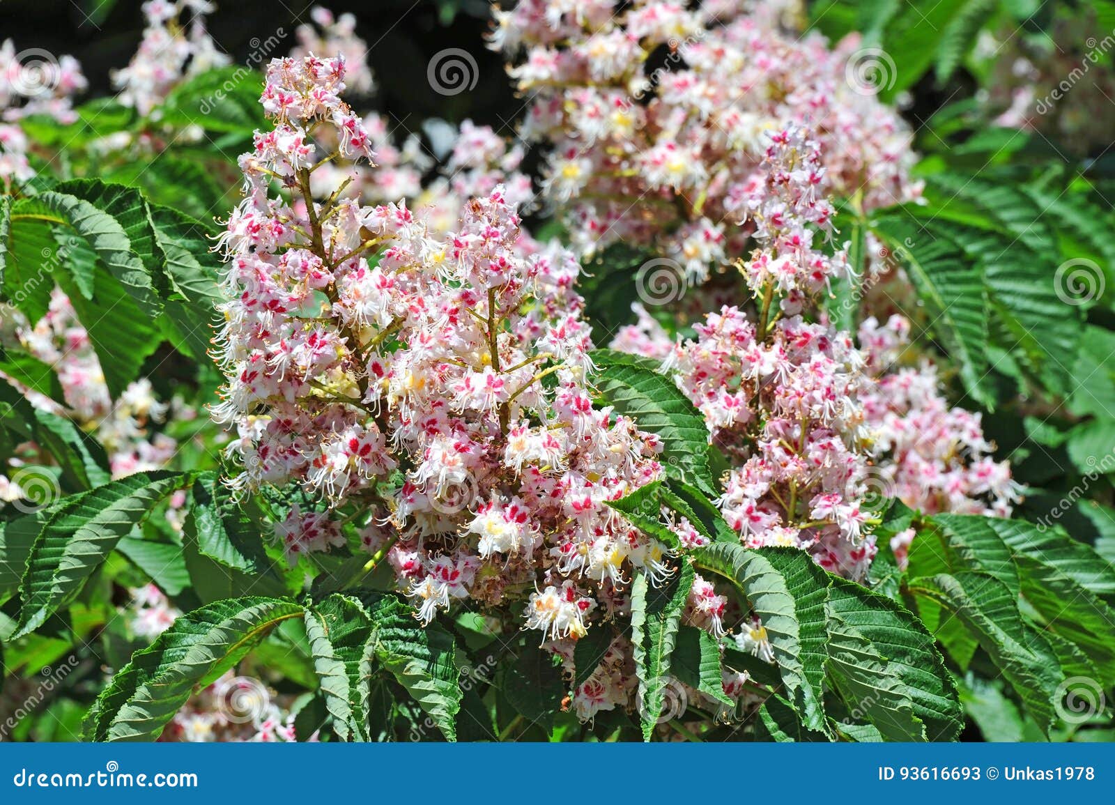 Spring Blossoming Horse Chestnut Hippocastanum Flower Stock Image ...