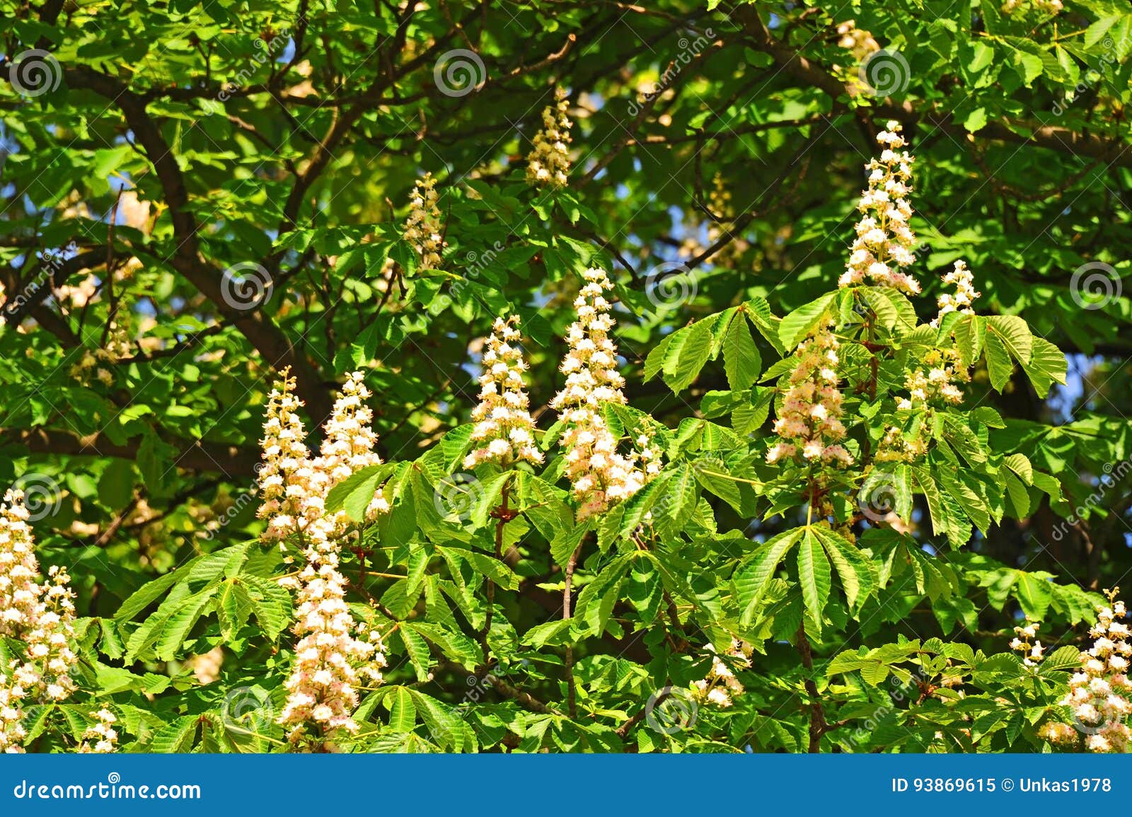 Spring Blossoming Chestnut Castanea Sativa Flower Stock Image - Image ...