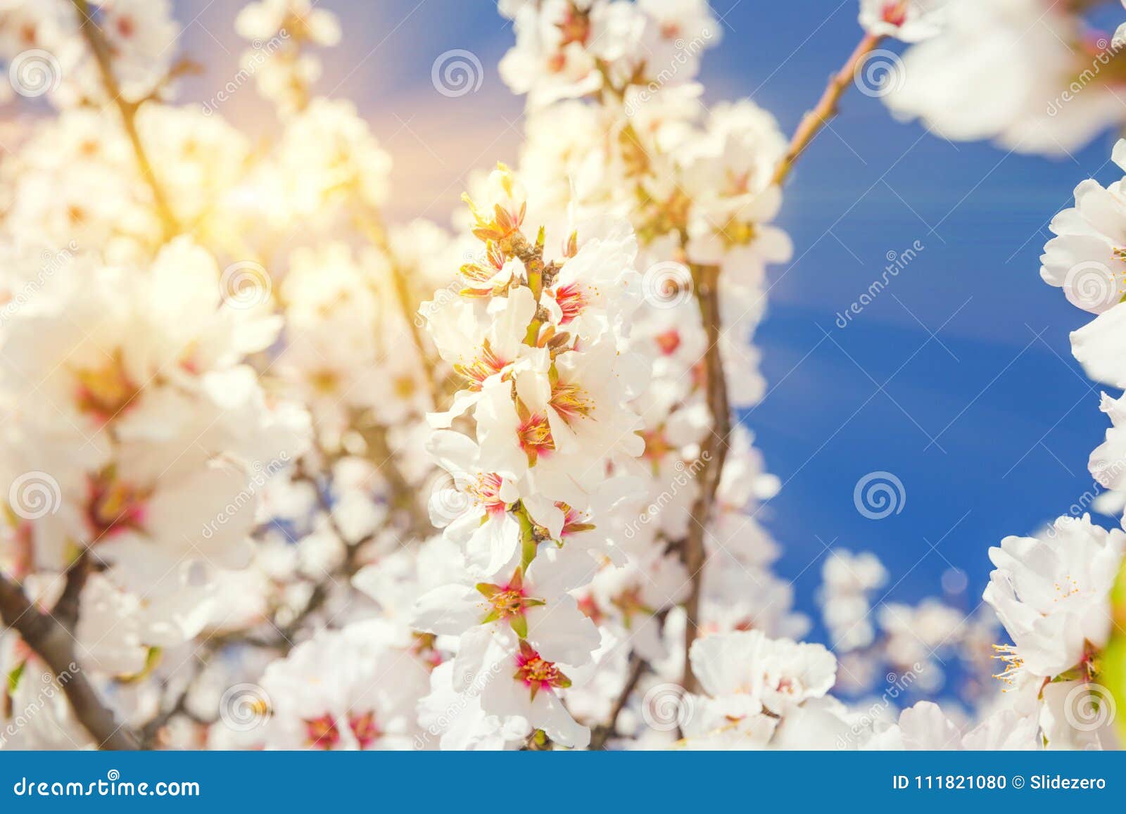 Spring blossoming garden stock photo. Image of calm - 111821080