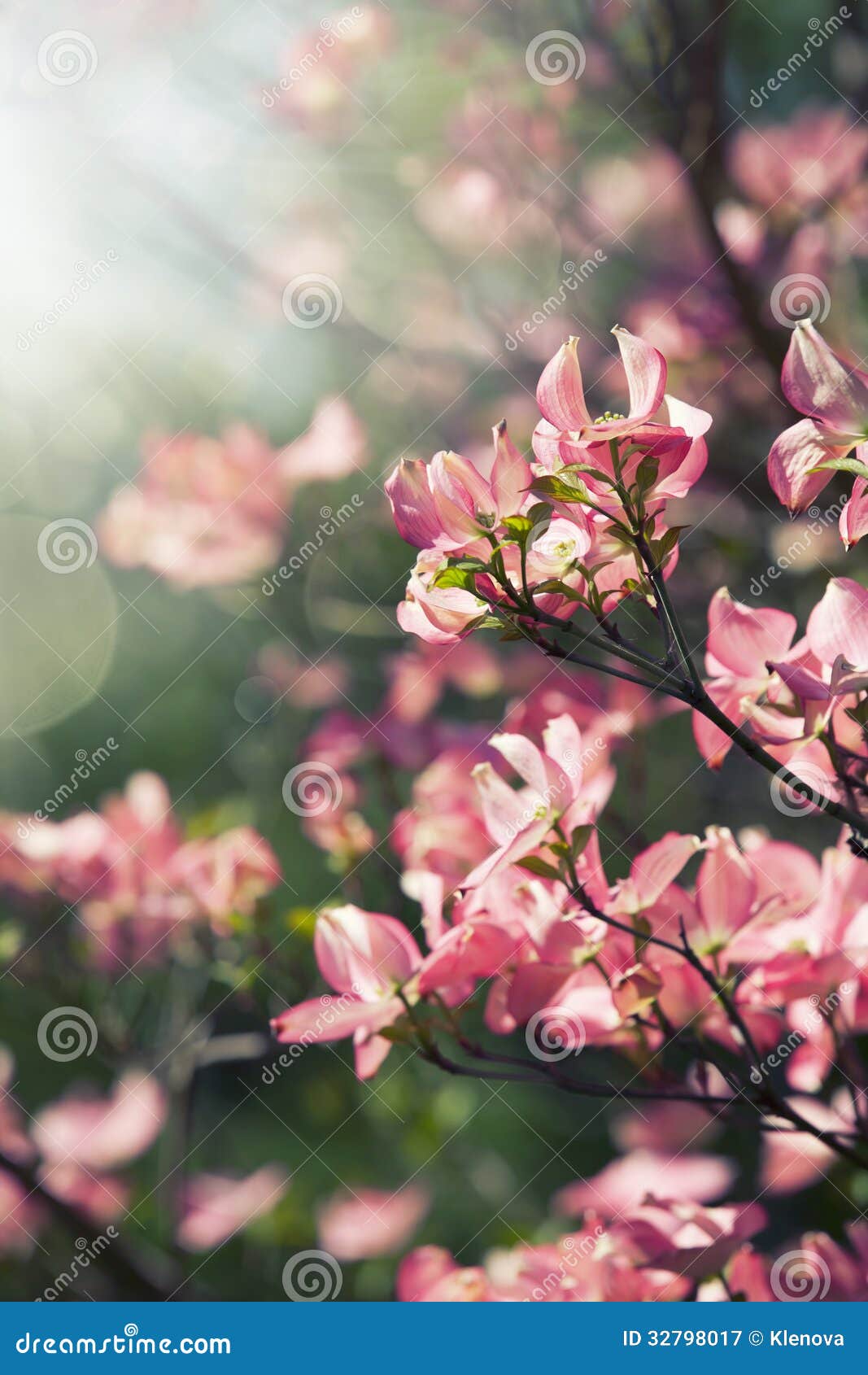 Spring blossoming tree stock image. Image of blossom - 32798017
