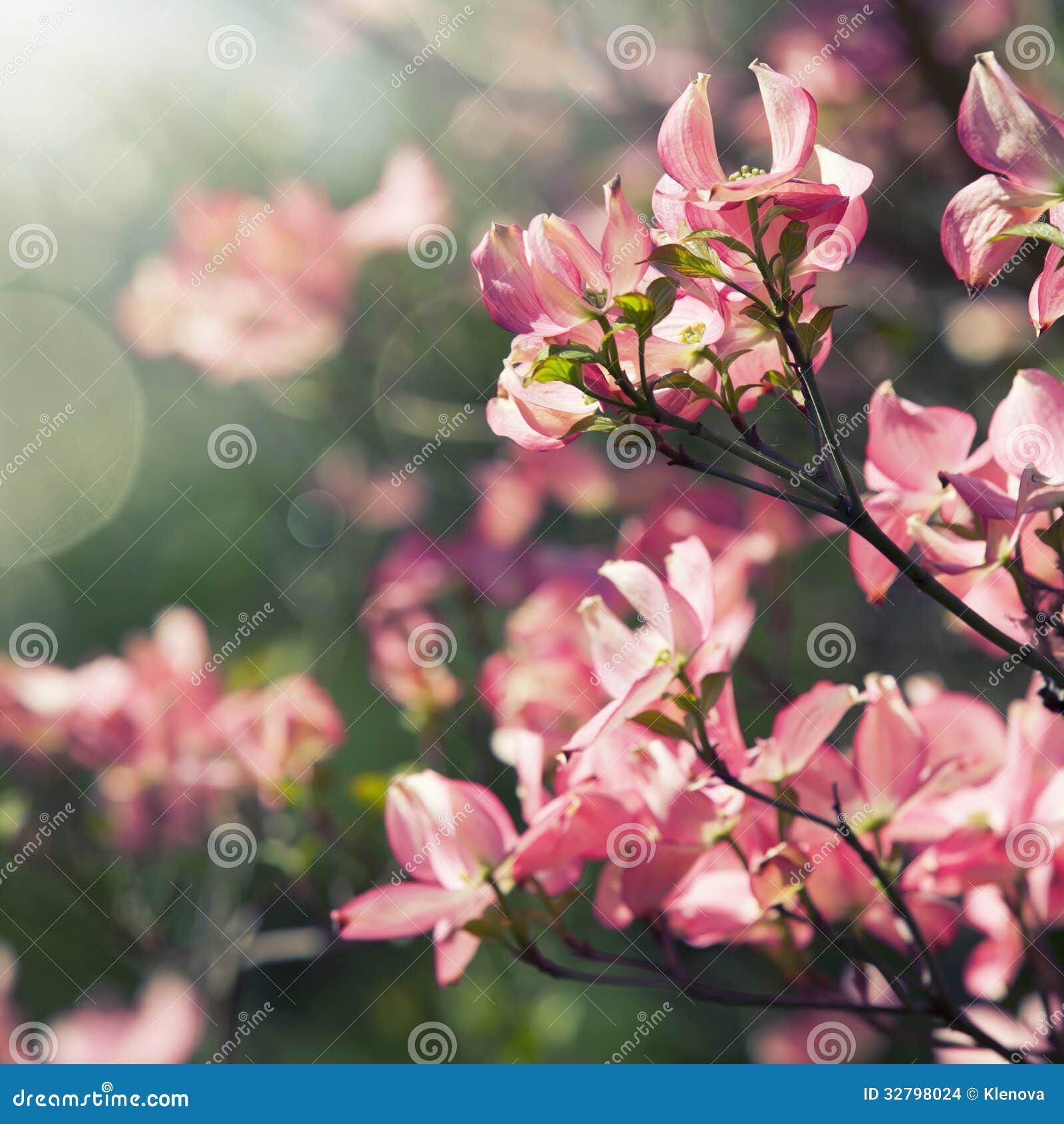 Spring blossoming tree stock photo. Image of life, nature - 32798024