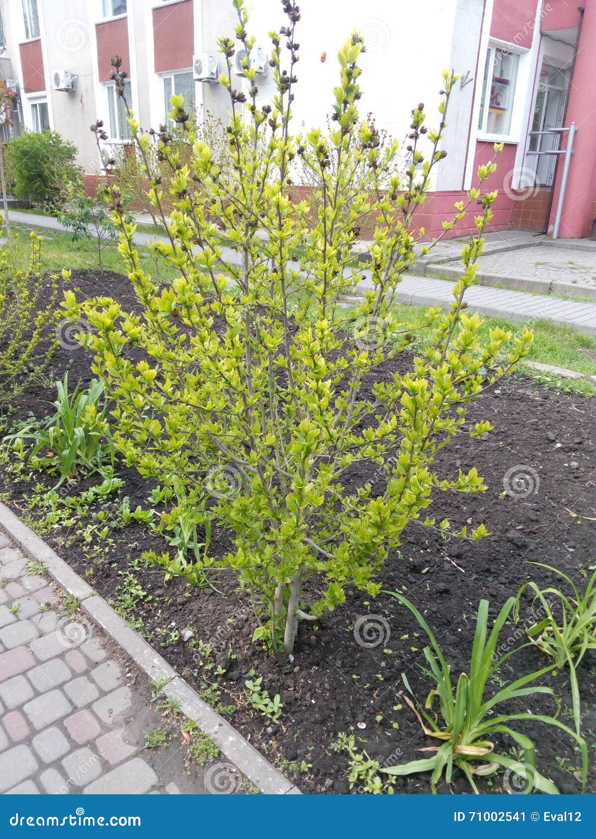 Spring Blossoming Tree with Young Green Leaves on a City Flowerbed ...