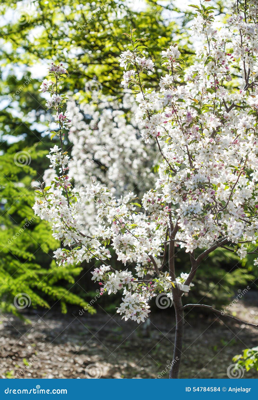 Spring blossoming trees stock photo. Image of flower - 54784584