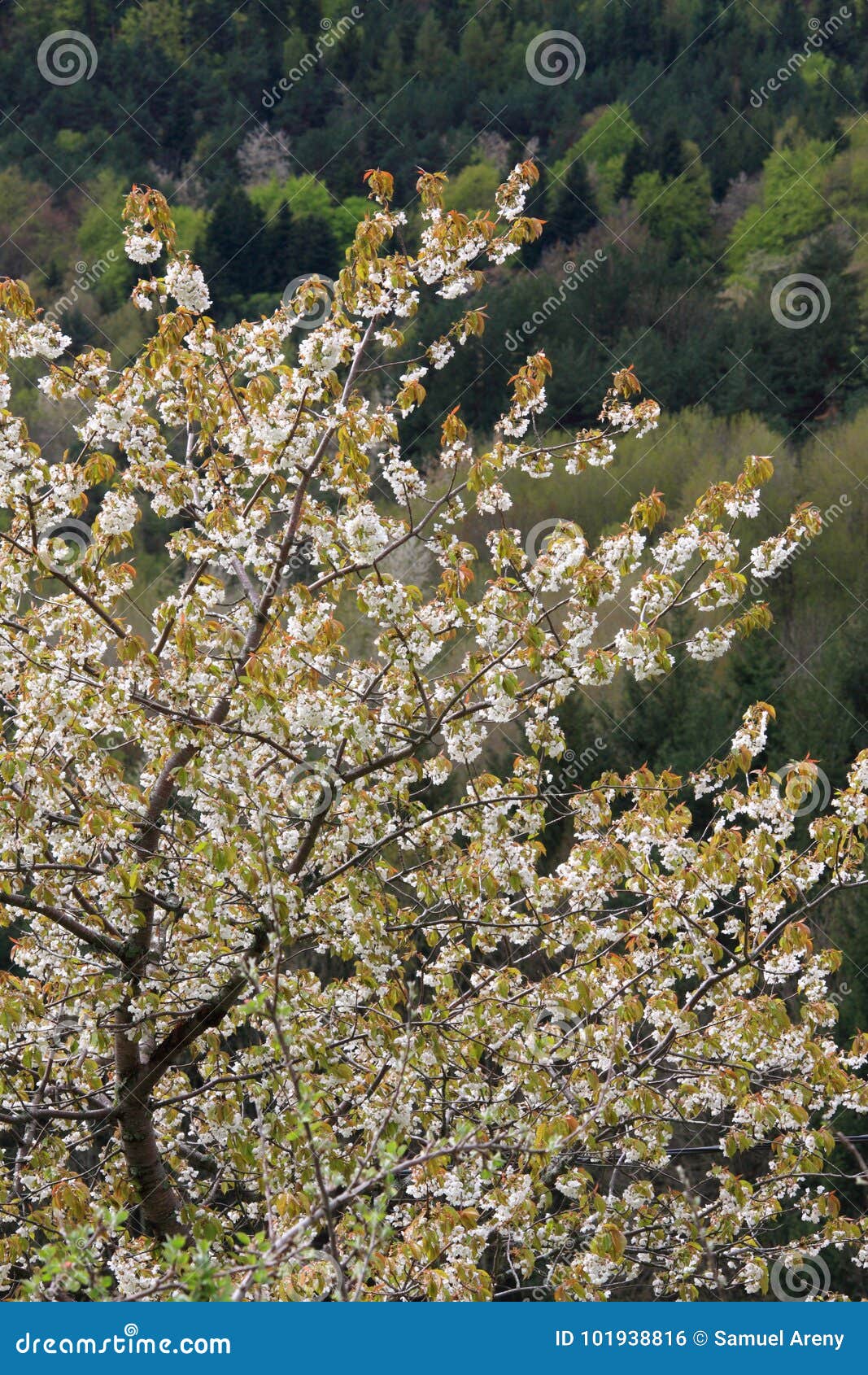Spring Blossoming of a Wild Cherry Tree Stock Photo - Image of ...