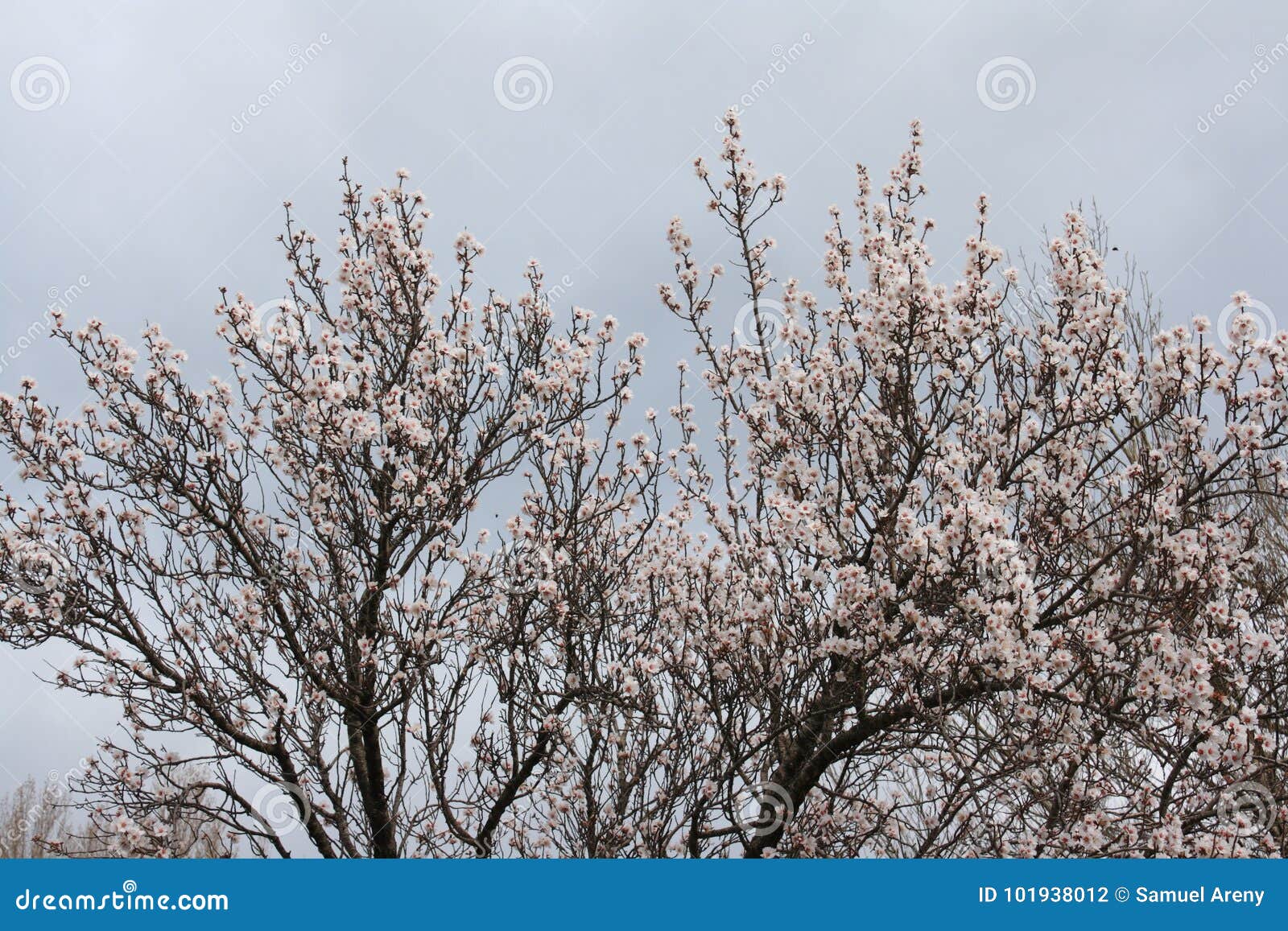 Spring Blossoming of a Wild Cherry Tree Stock Photo - Image of leaf ...