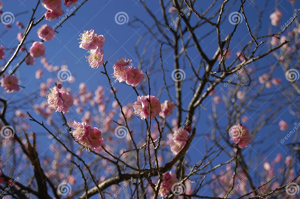 Spring blossoms stock photo. Image of life, environment - 14686
