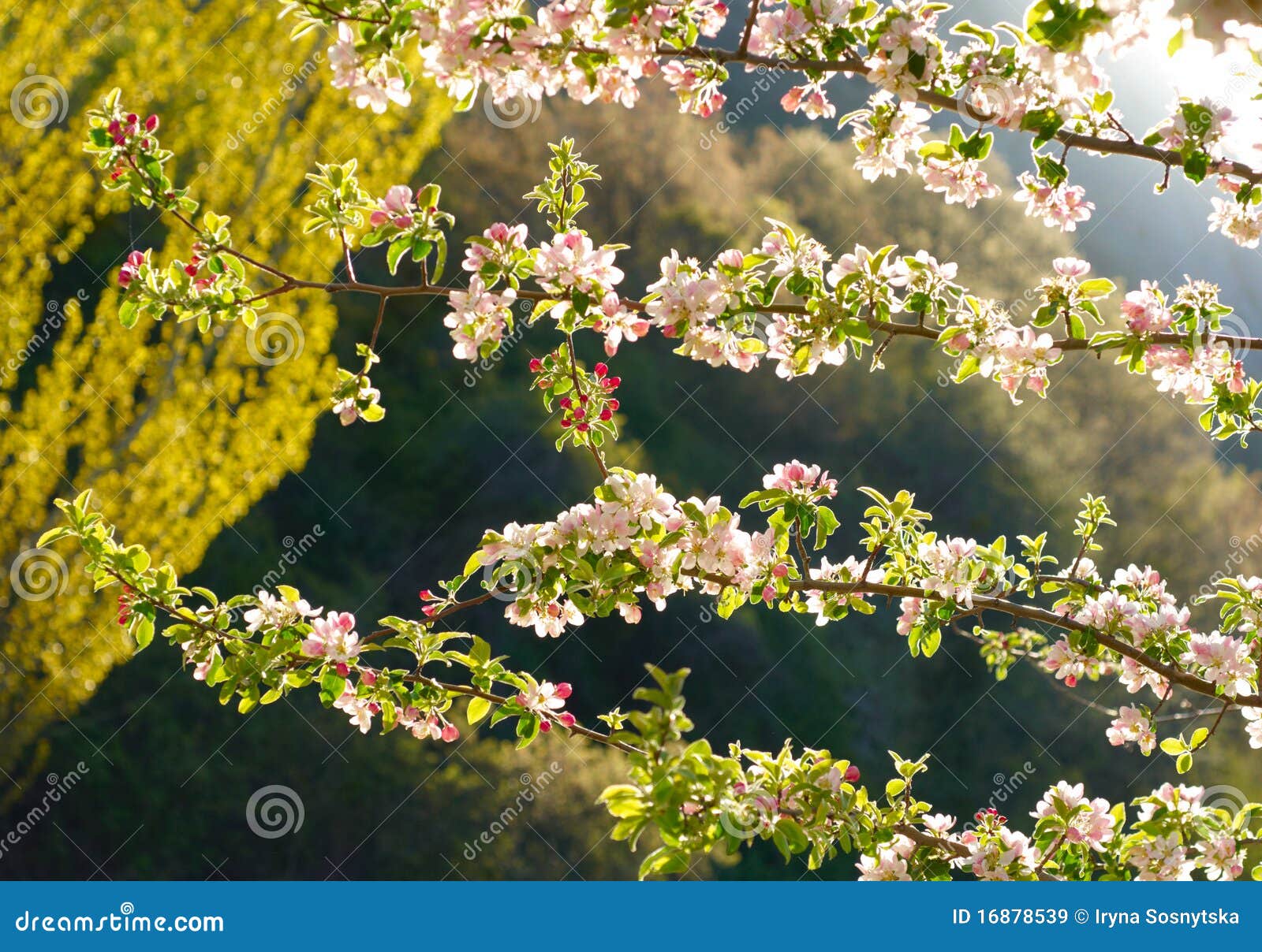 Spring blossoms stock image. Image of natural, botany - 16878539
