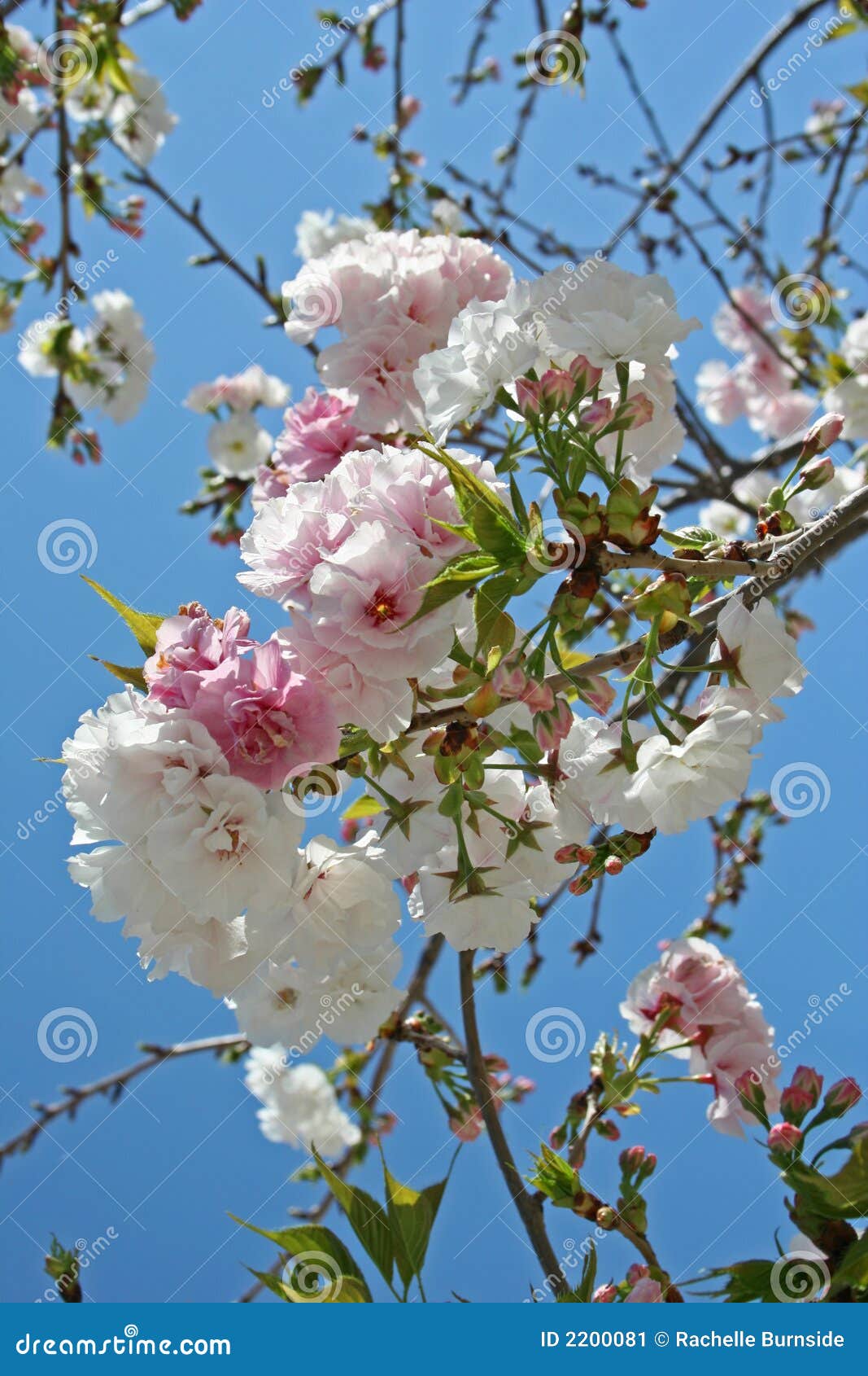 Spring Blossoms stock image. Image of nature, plum, japanese - 2200081