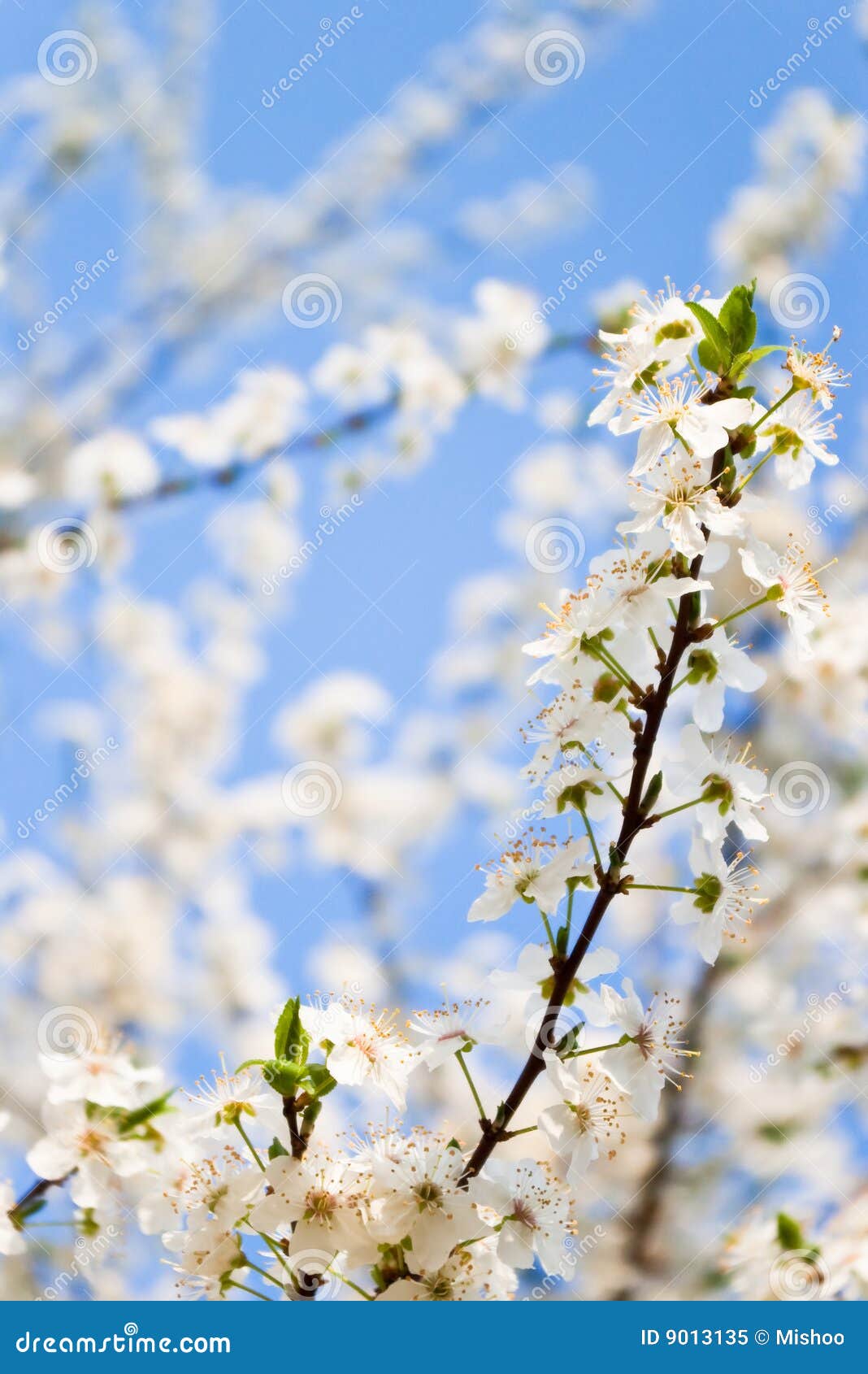 Spring blossoms stock image. Image of blossom, environment - 9013135