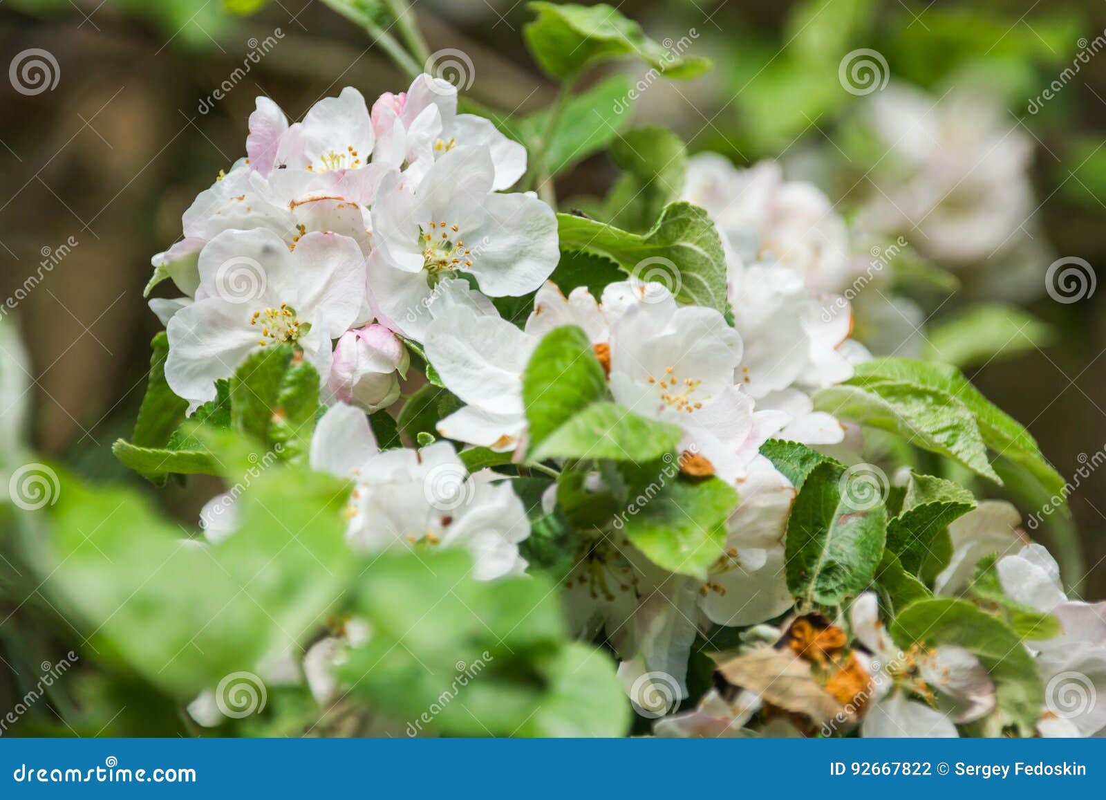 Spring blossoms apple tree stock photo. Image of beautiful - 92667822